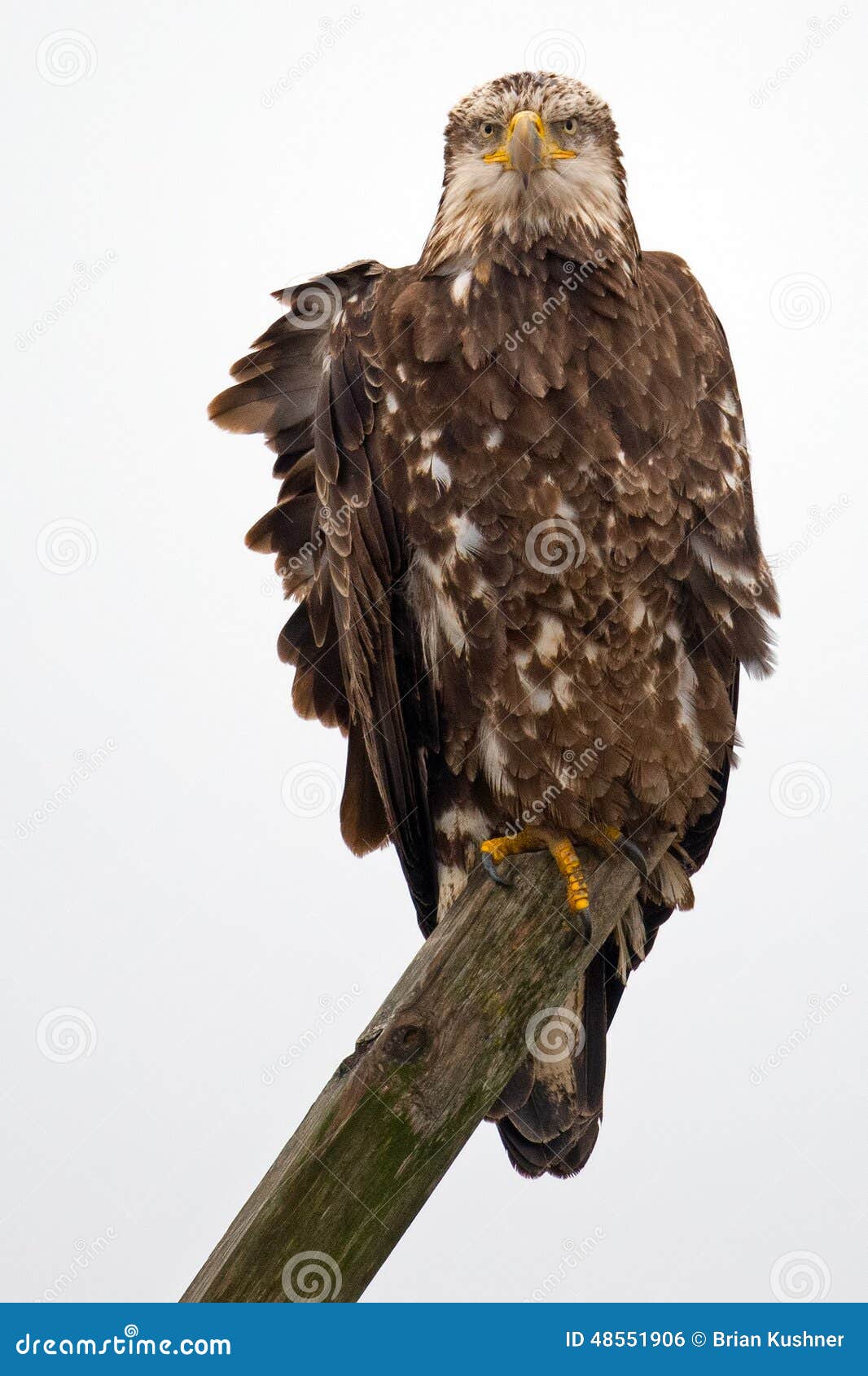 American Bald Eagle stock photo. Image of wooden, nature - 48551906