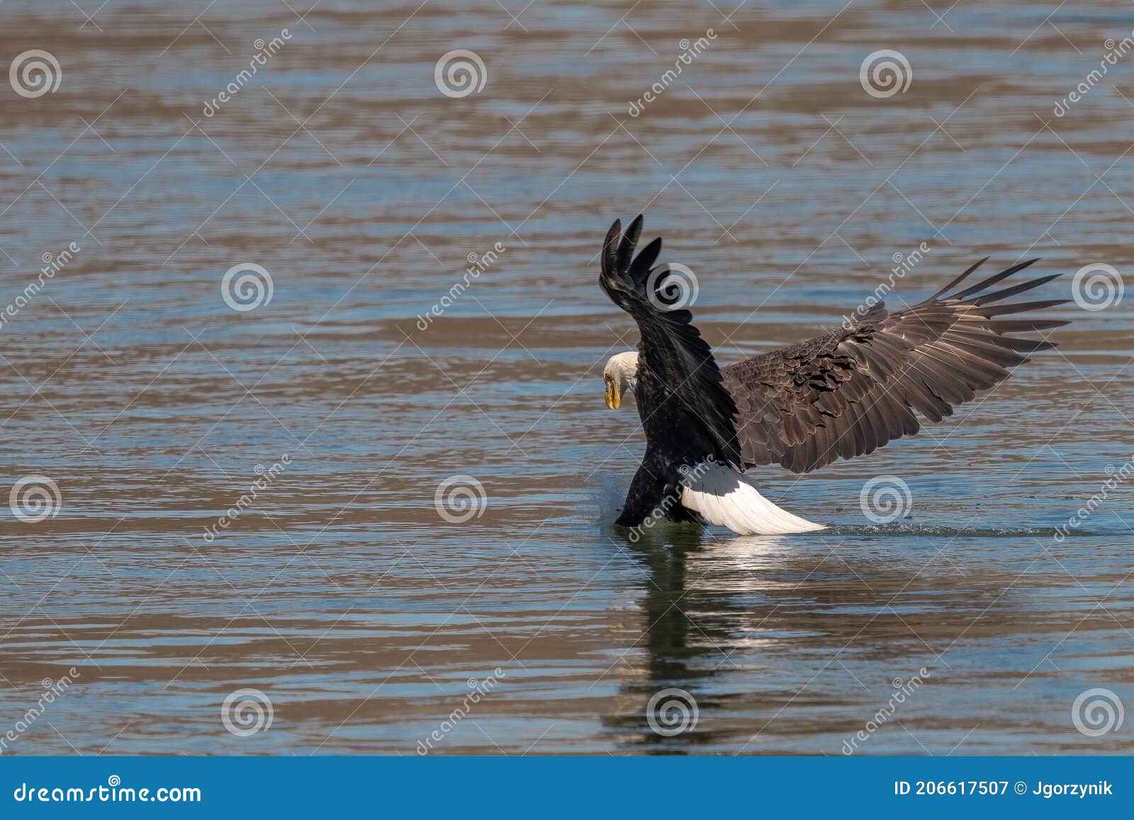 American bald eagle stock image. Image of wildlife, fish - 206617507