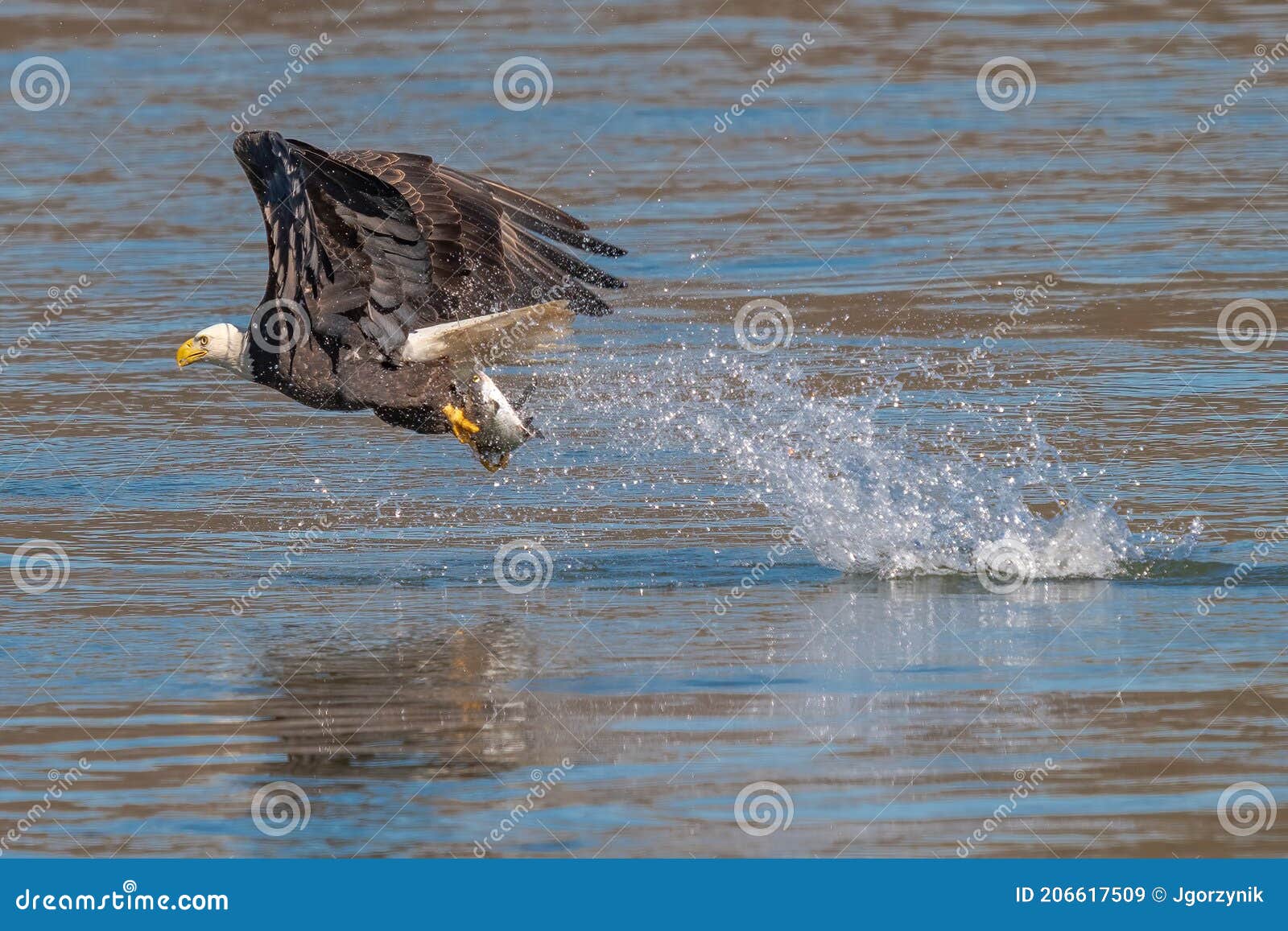 American bald eagle stock image. Image of wildlife, animals - 206617509