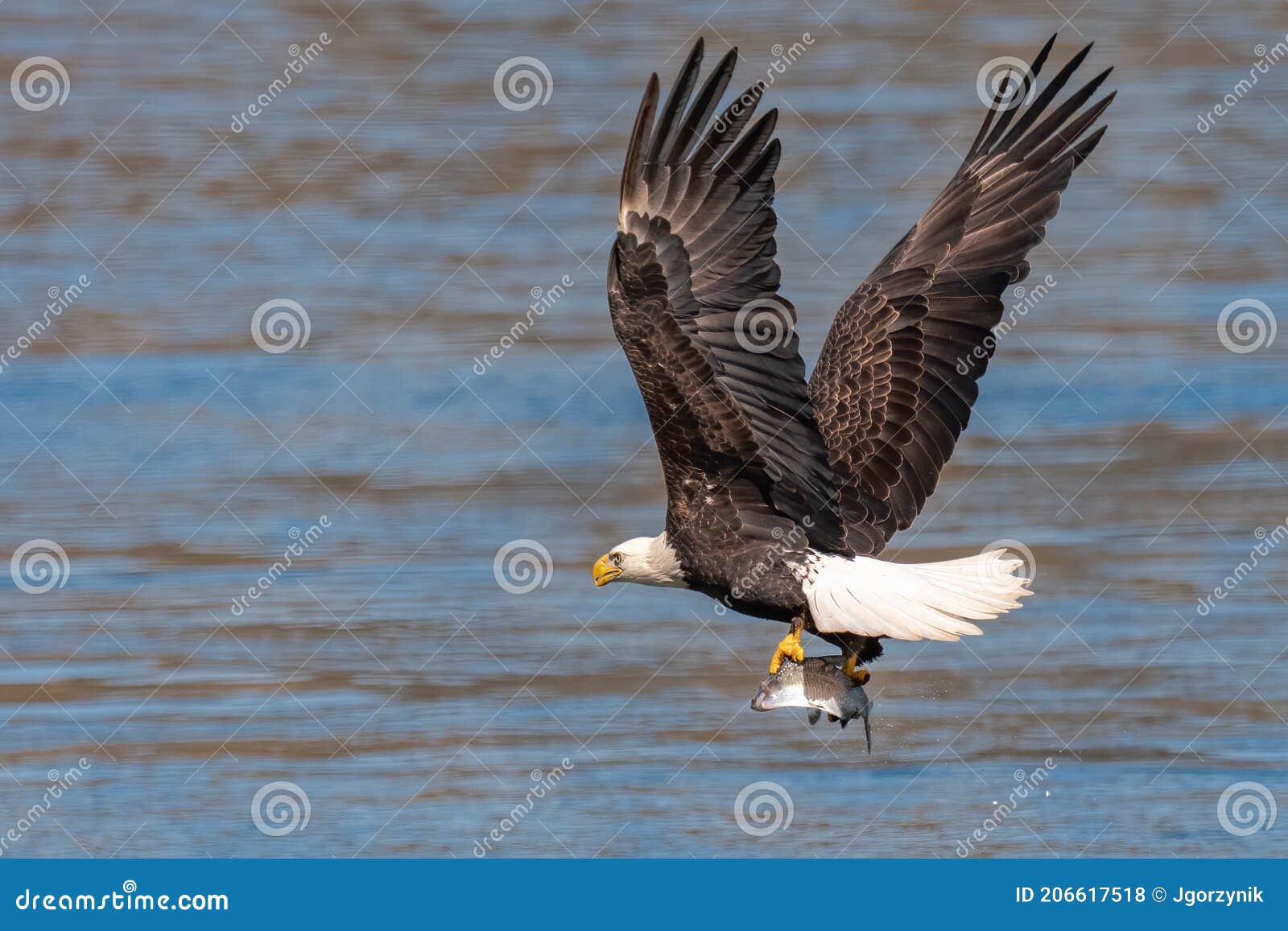 American bald eagle stock photo. Image of animals, bald - 206617518