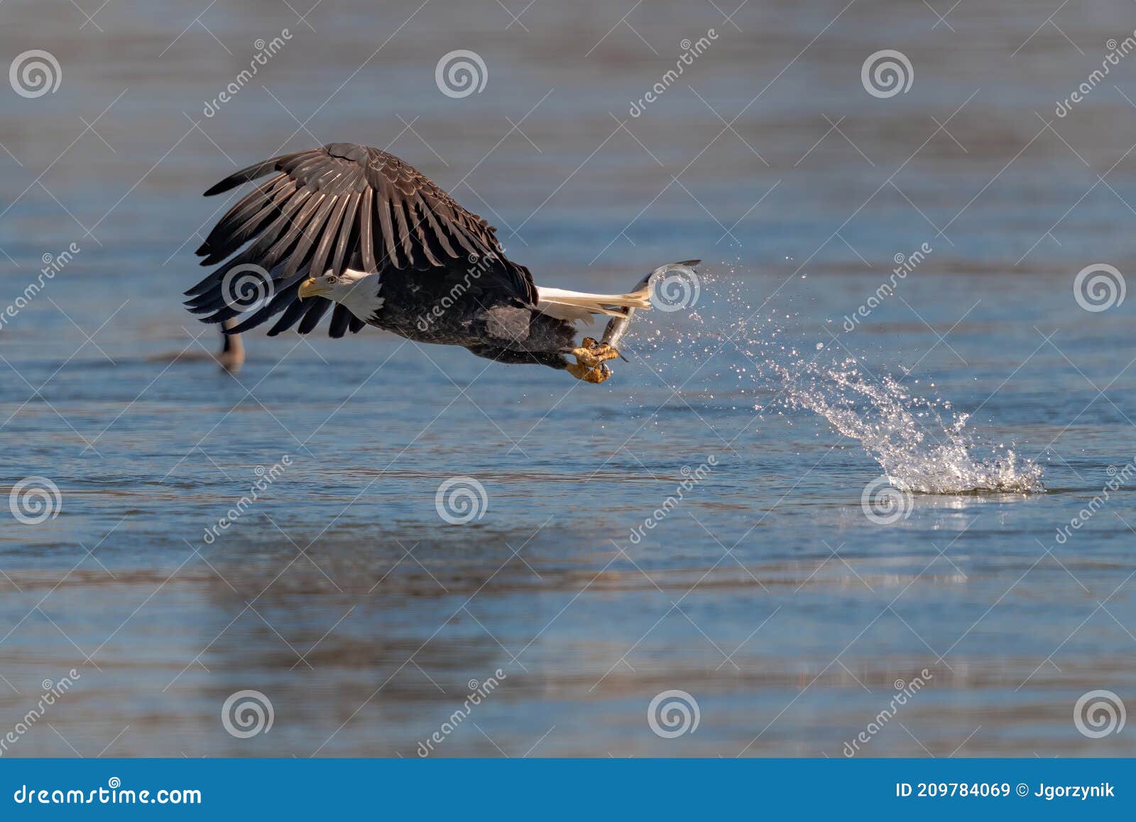 American bald eagle stock image. Image of animals, wildlife - 209784069