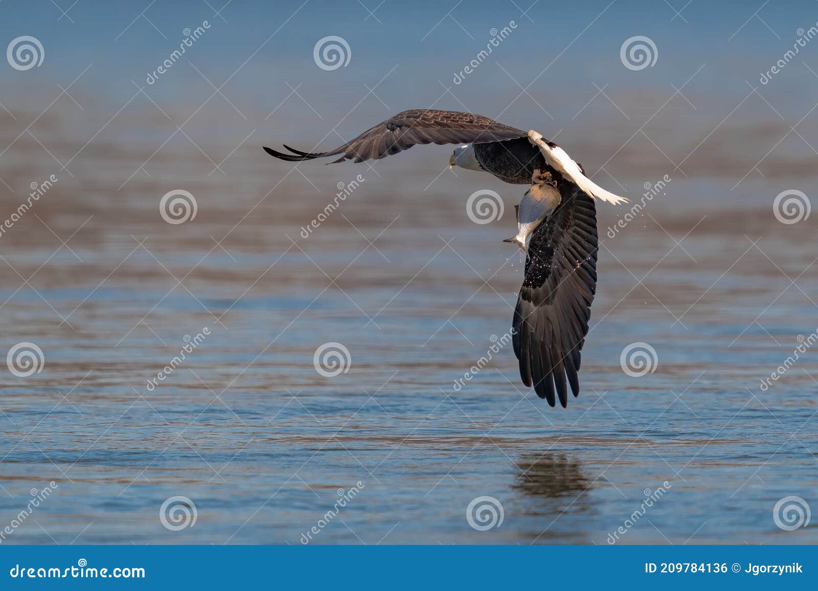 American bald eagle stock photo. Image of bird, tail - 209784136