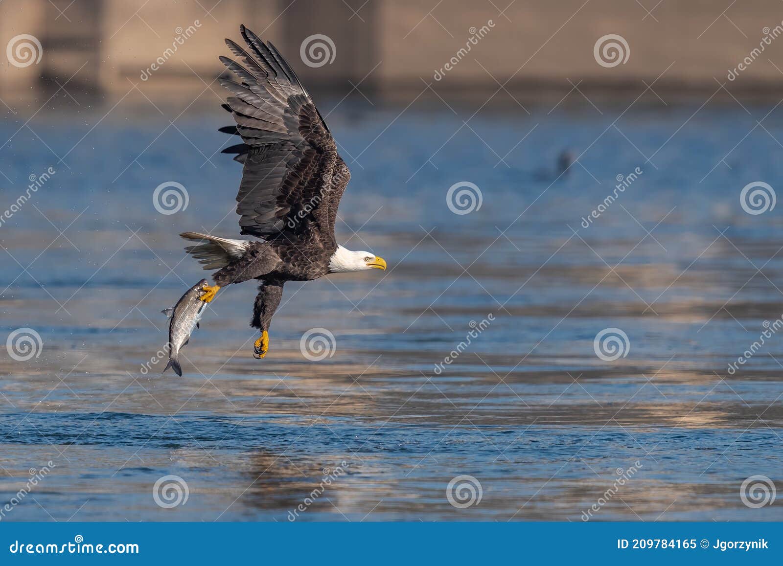 American bald eagle stock image. Image of water, wild - 209784165