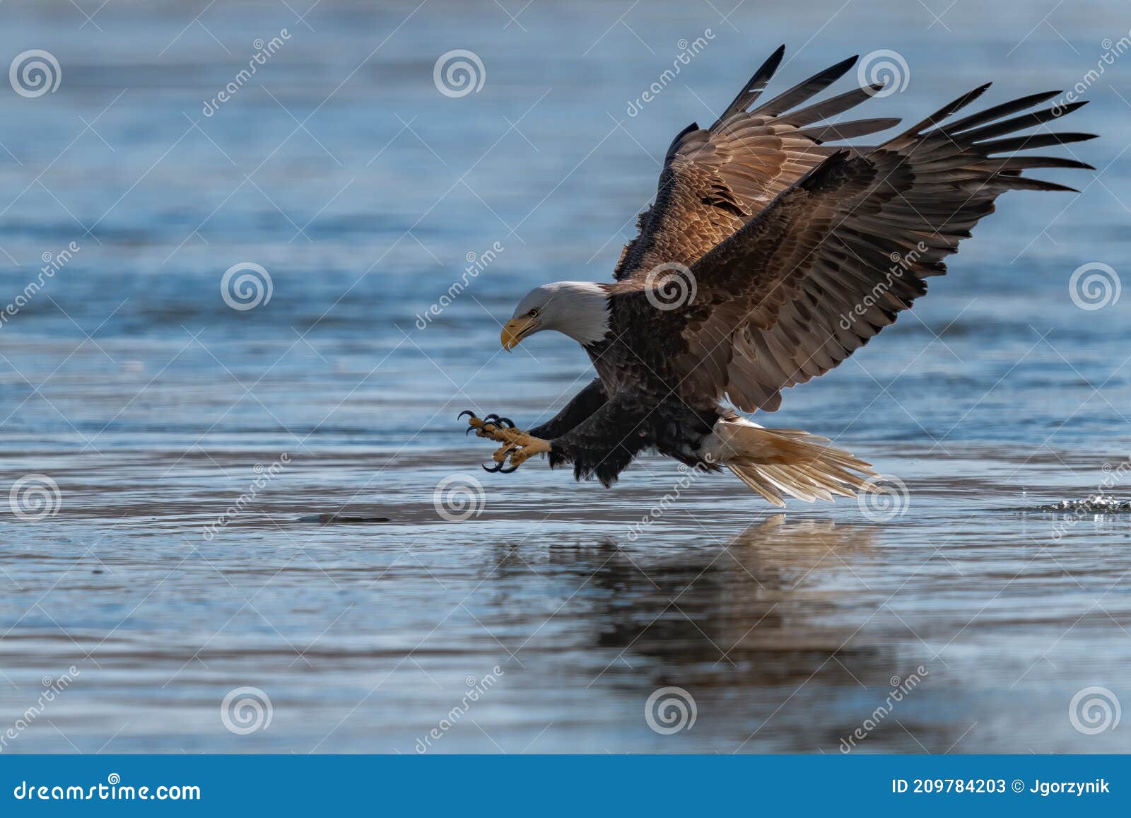 American bald eagle stock image. Image of nature, water - 209784203