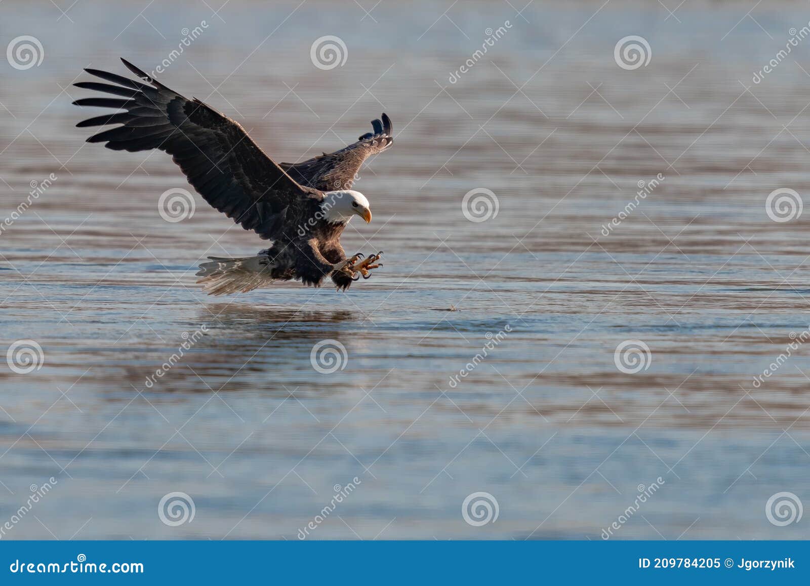 American bald eagle stock image. Image of bald, animals - 209784205
