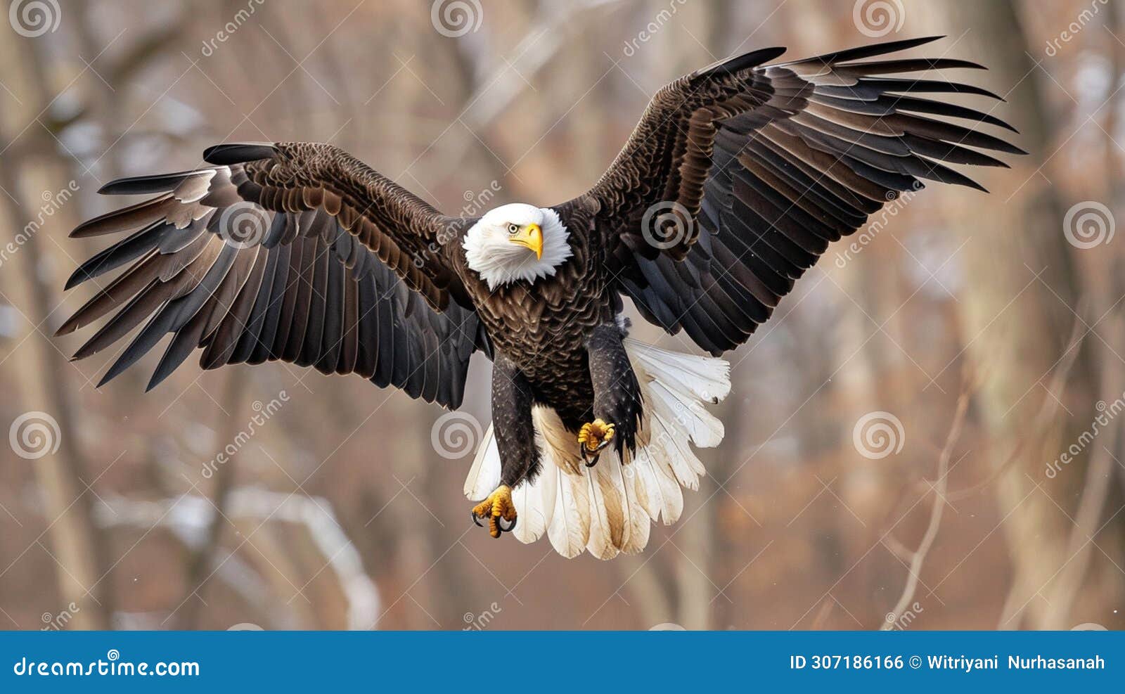 American Bald Eagle Swooping To a Landing. Generative Ai Stock Photo ...