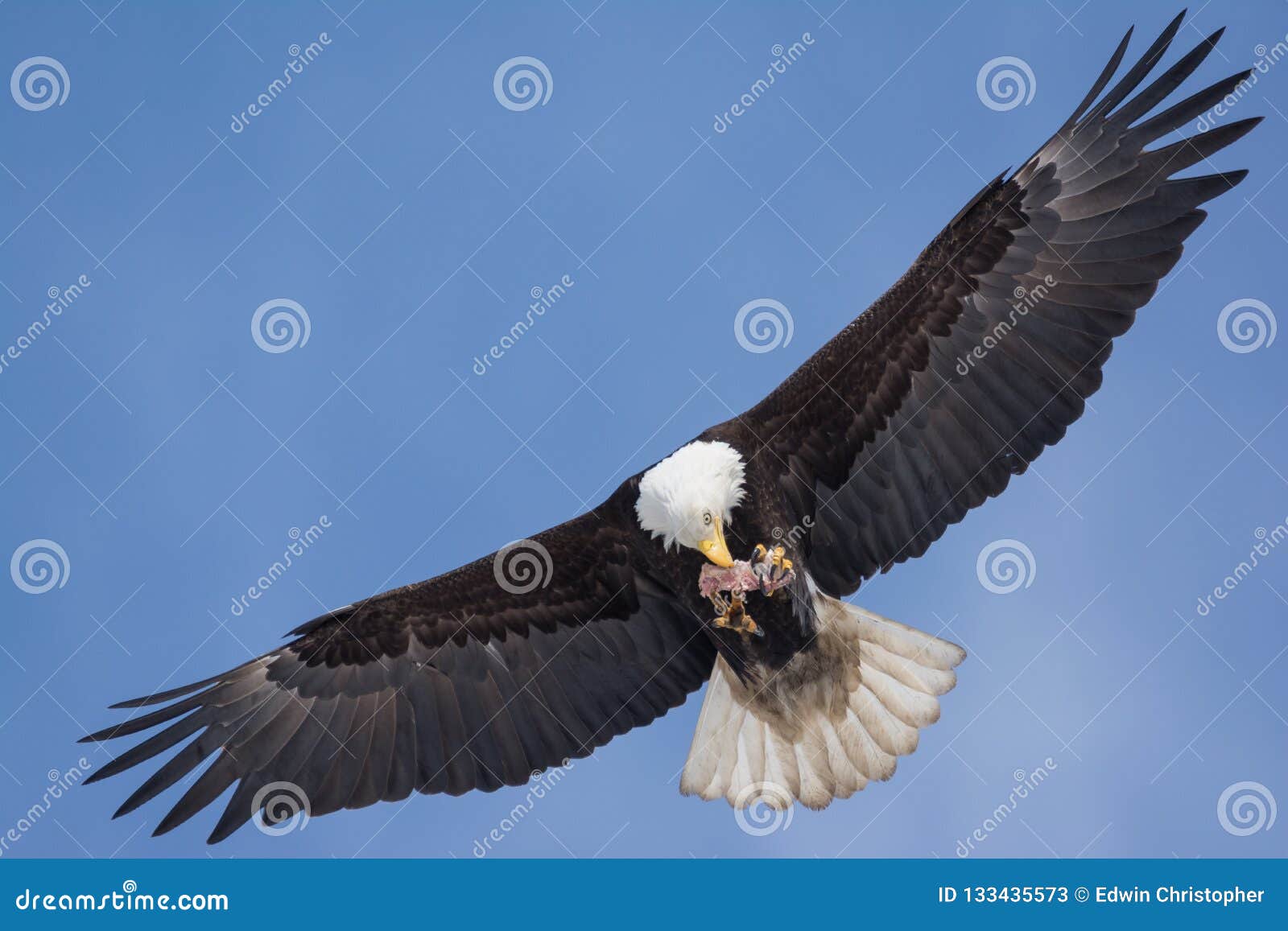 American Bald Eagle Trying To Hold Onto it`s Food on the Fly Stock ... American Bald Eagle Trying To Hold Onto it`s Food on the Fly Stock ...