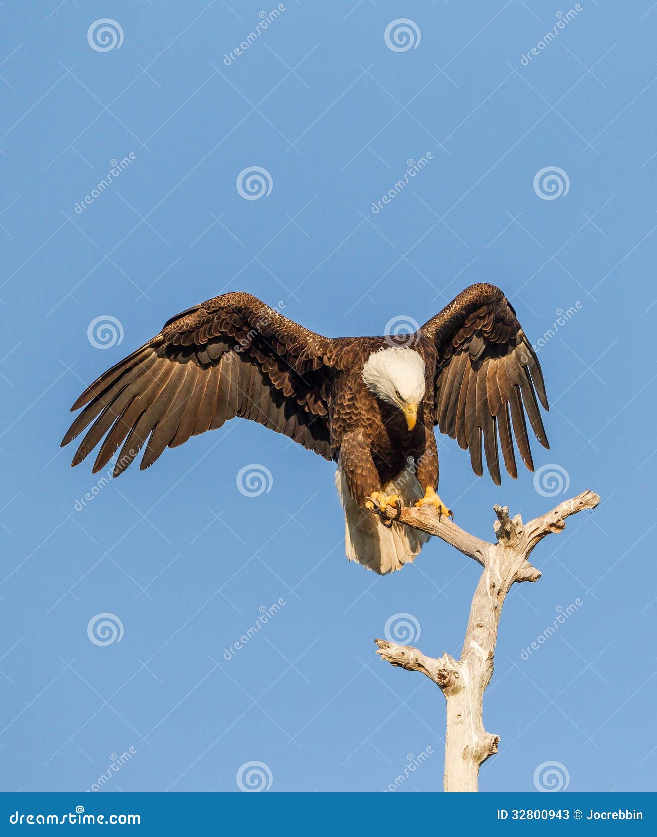 American Bald Eagle Wings Spread Stock Image - Image of wings, feathers ...