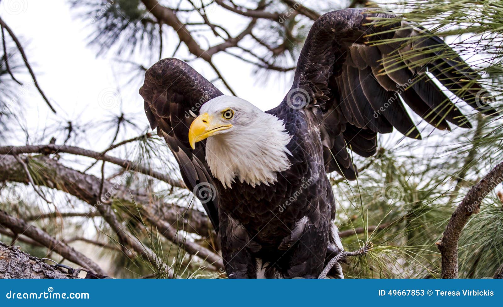 American Bald Eagle in Winter Setting Stock Image - Image of endangered ...