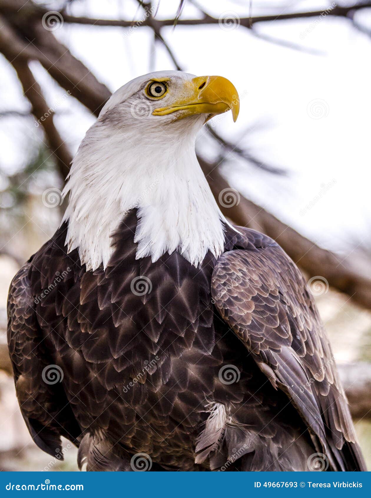 American Bald Eagle in Winter Setting Stock Image - Image of bird ...