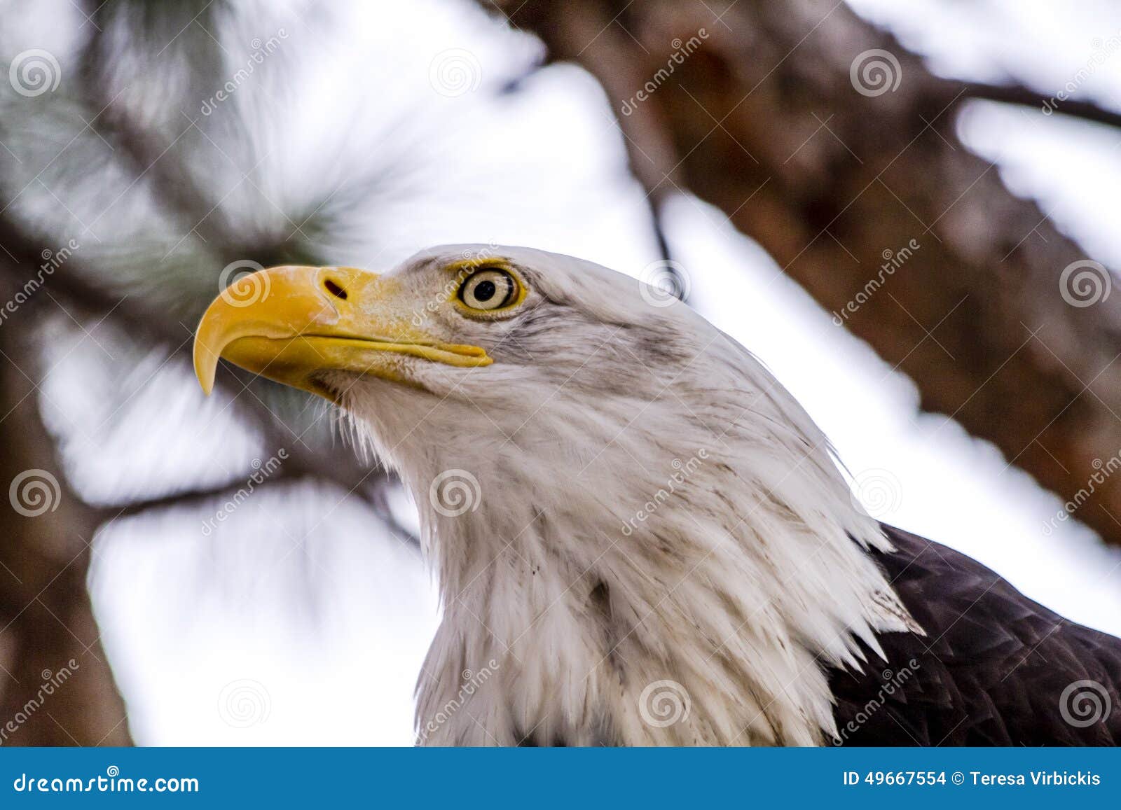American Bald Eagle in Winter Setting Stock Photo - Image of beak, prey ...
