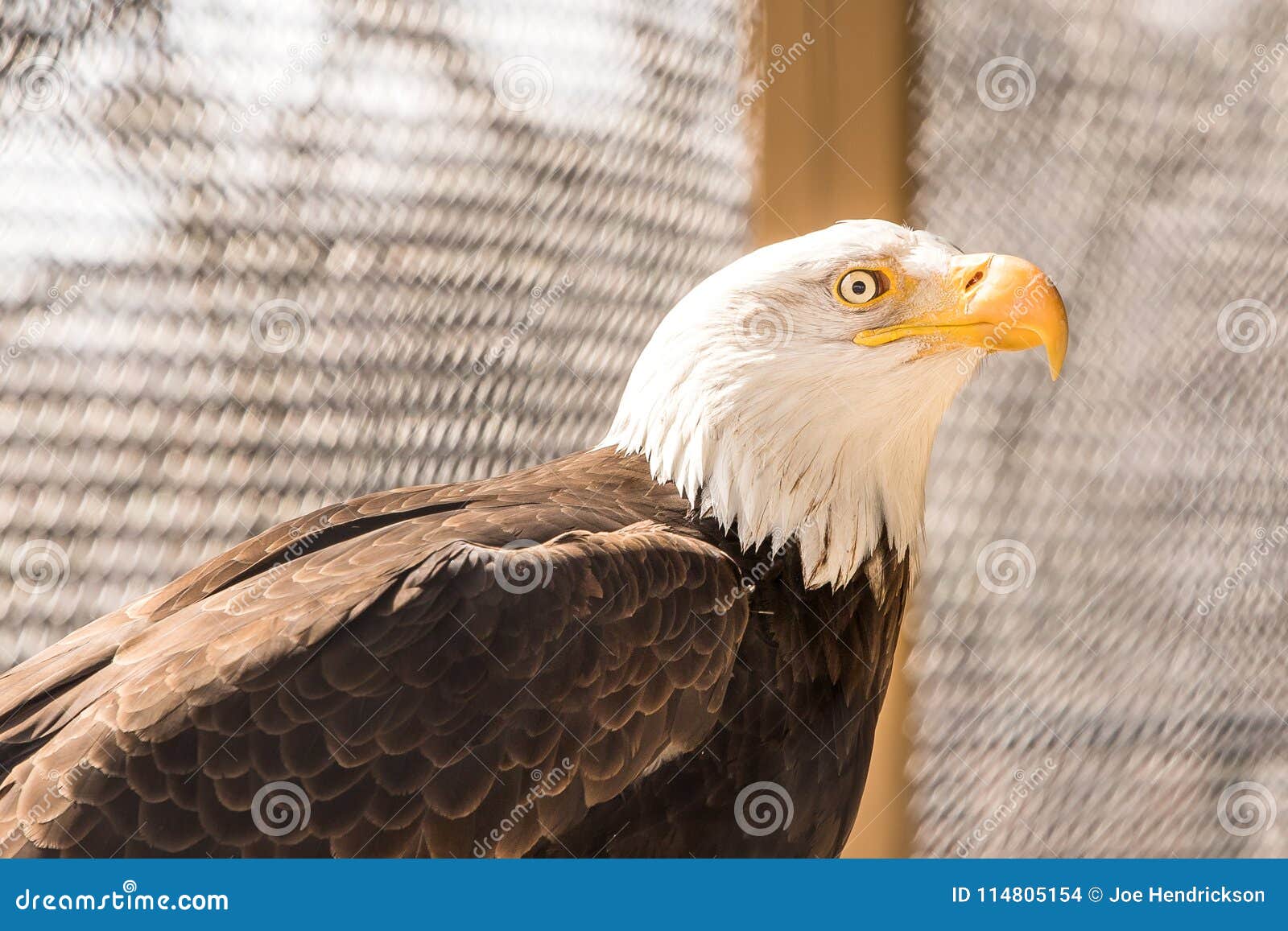 An American Bald Eagle at the Zoo. Stock Photo - Image of fowl, bird ...