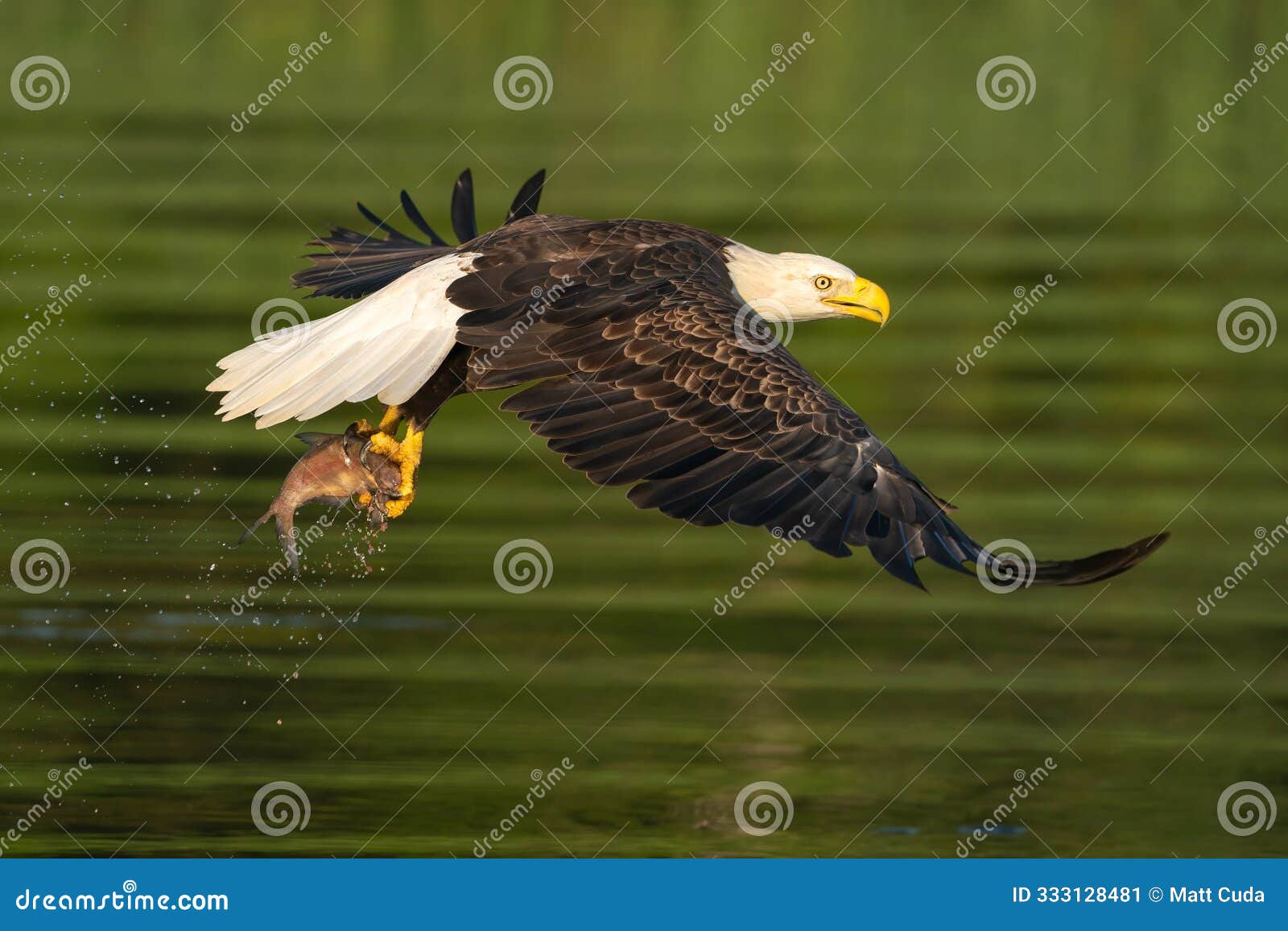 American Bale Eagle with Fish Stock Image - Image of james, flying ...