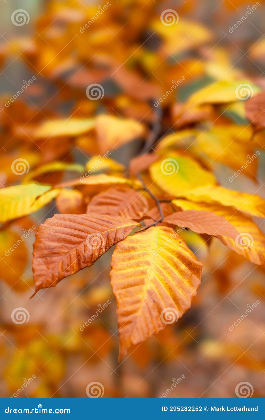 American Beech Tree from Massachusetts Stock Photo - Image of foliage ...