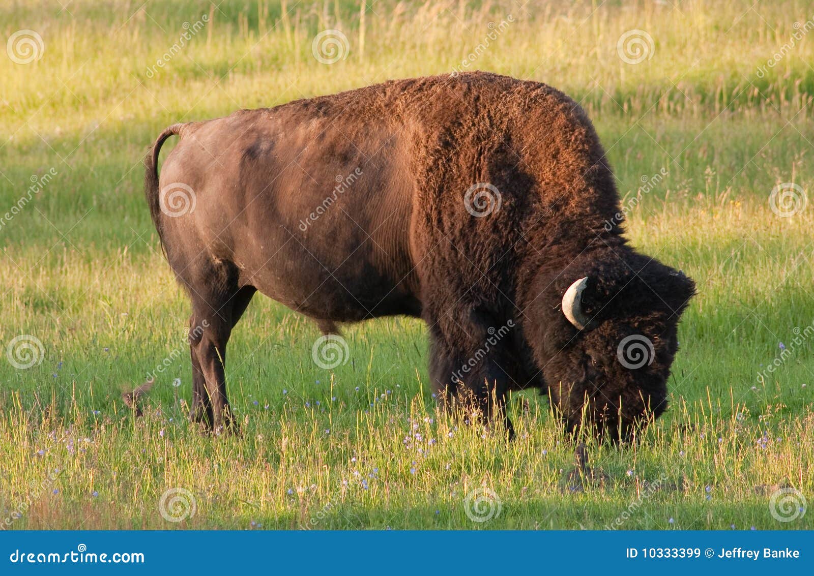 American Bison stock image. Image of buffalo, wildlife - 10333399