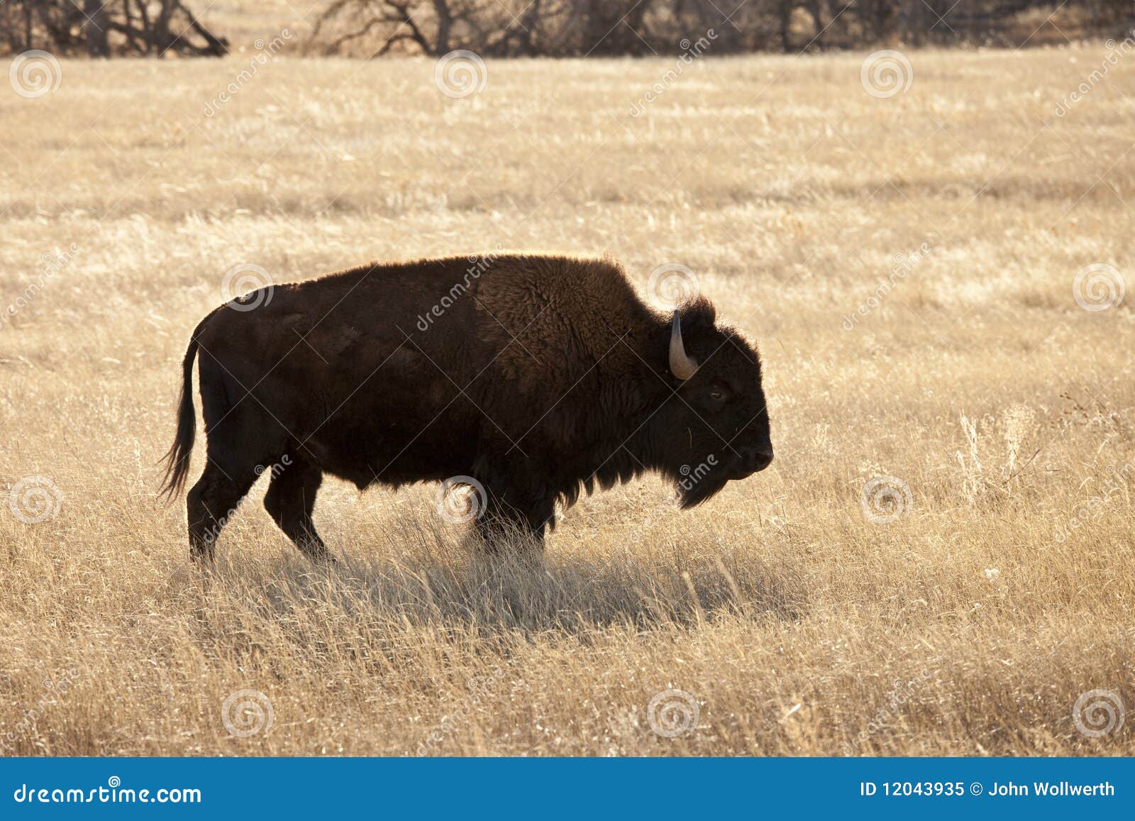 American bison stock image. Image of beast, prairie, tourism - 12043935