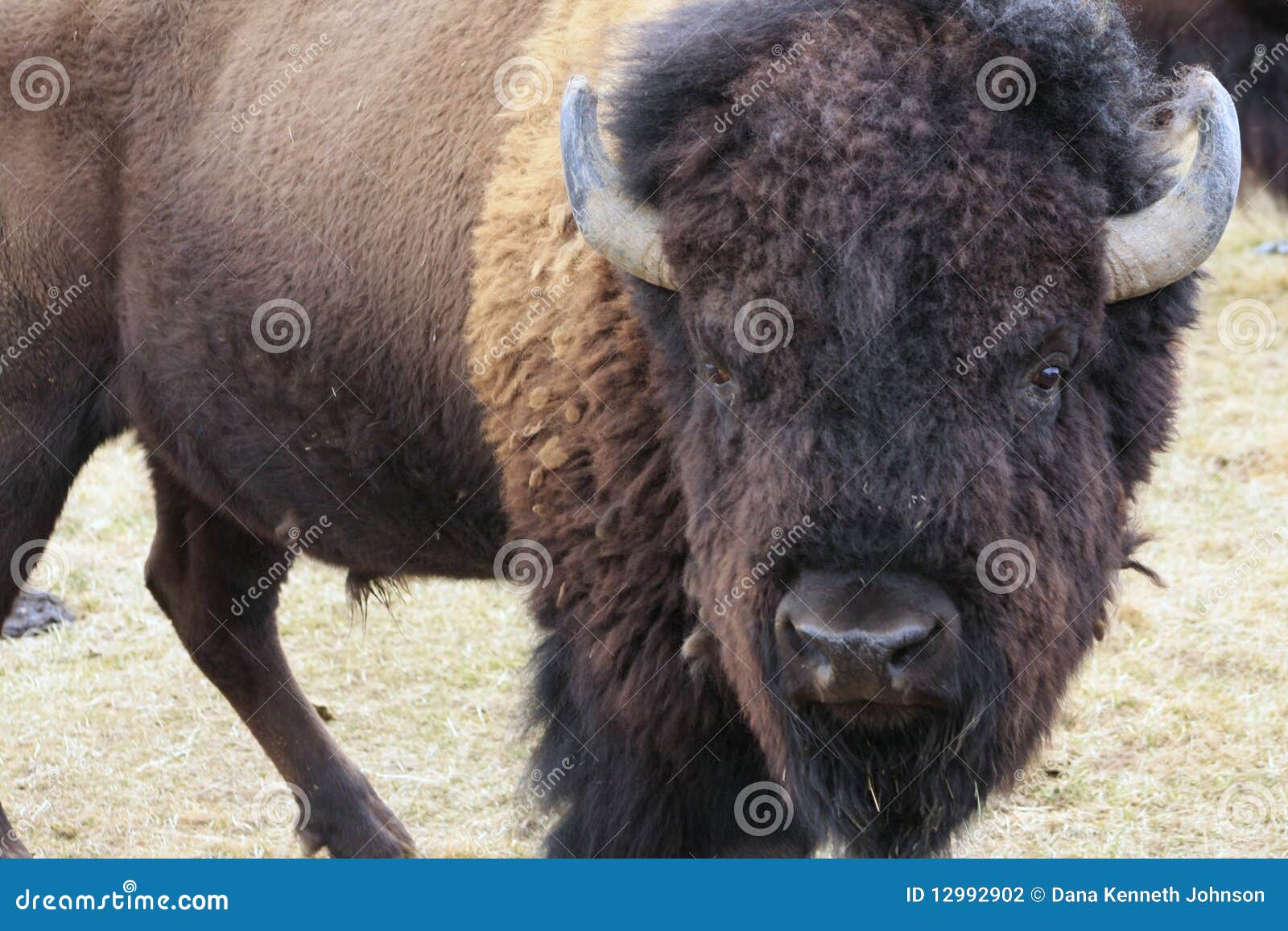 American Bison stock photo. Image of resource, ruminator - 12992902