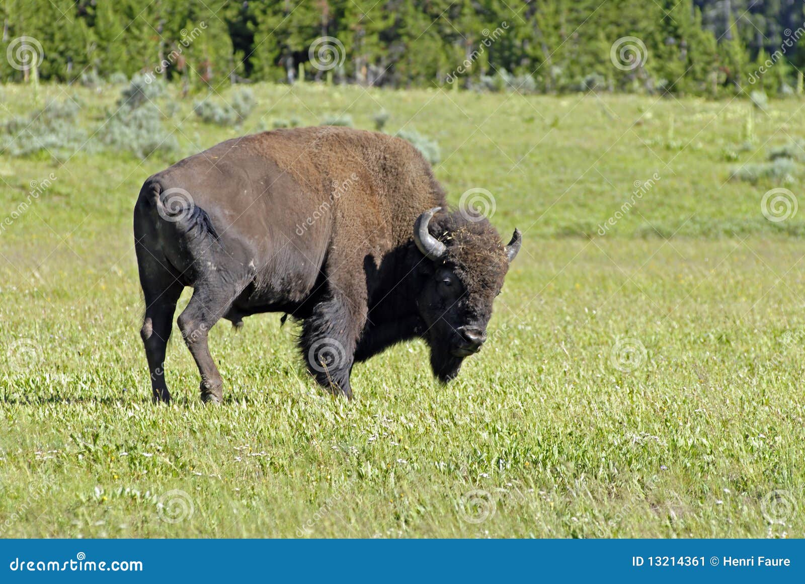 American bison stock image. Image of full, animal, wild - 13214361