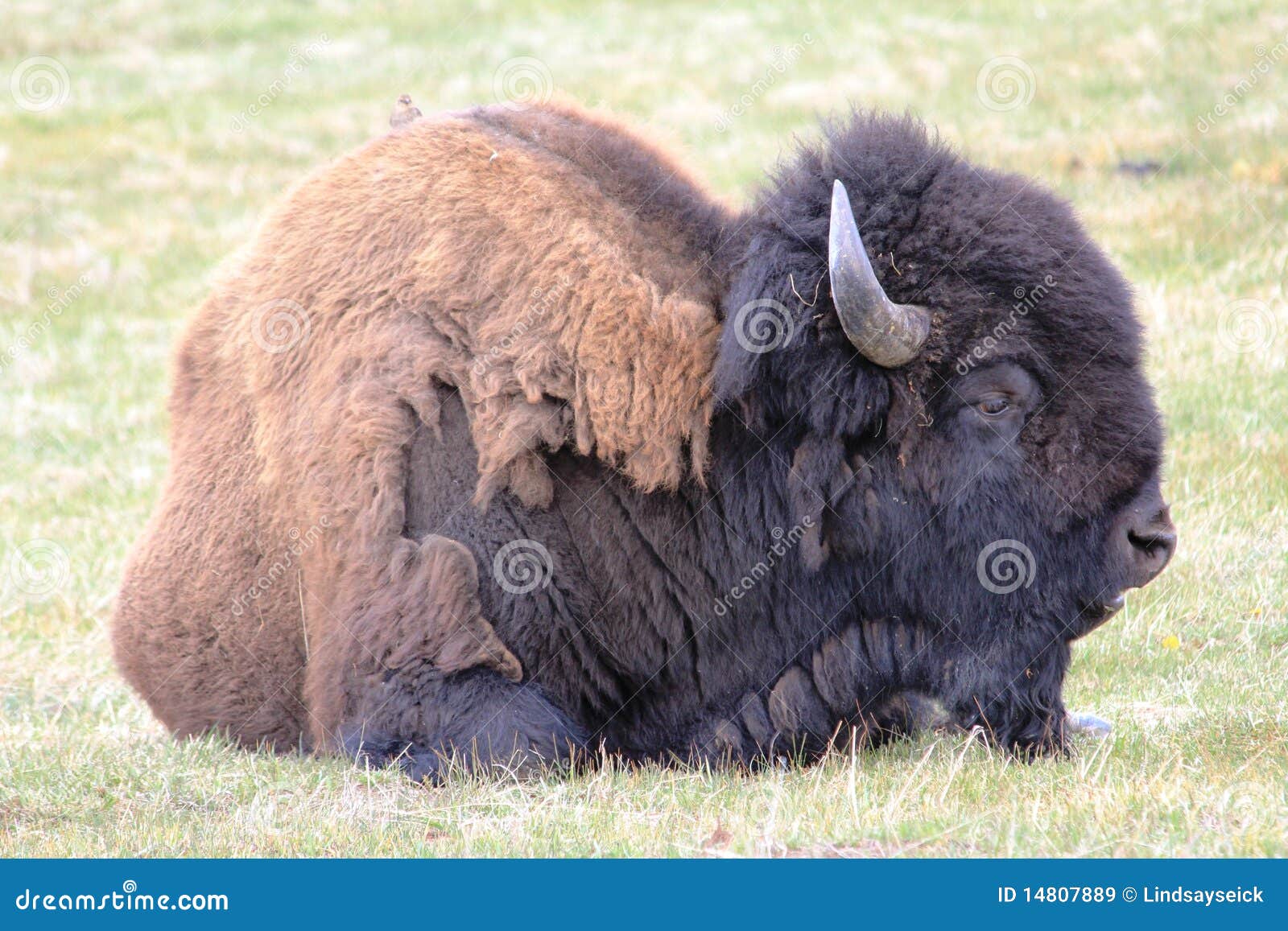 American Bison stock image. Image of bull, park, wildlife - 14807889