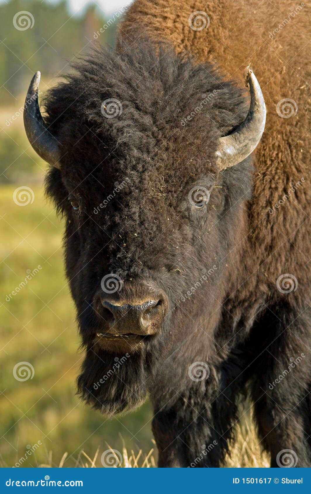American Bison stock image. Image of american, animal - 1501617