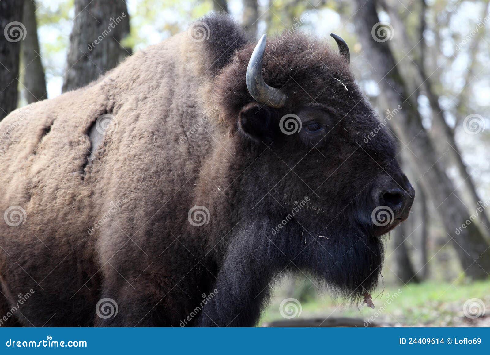 American bison stock photo. Image of captivity, bison - 24409614