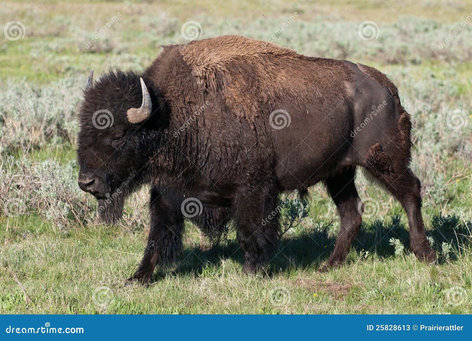 American Bison stock image. Image of hump, wildlife, ungulate - 25828613