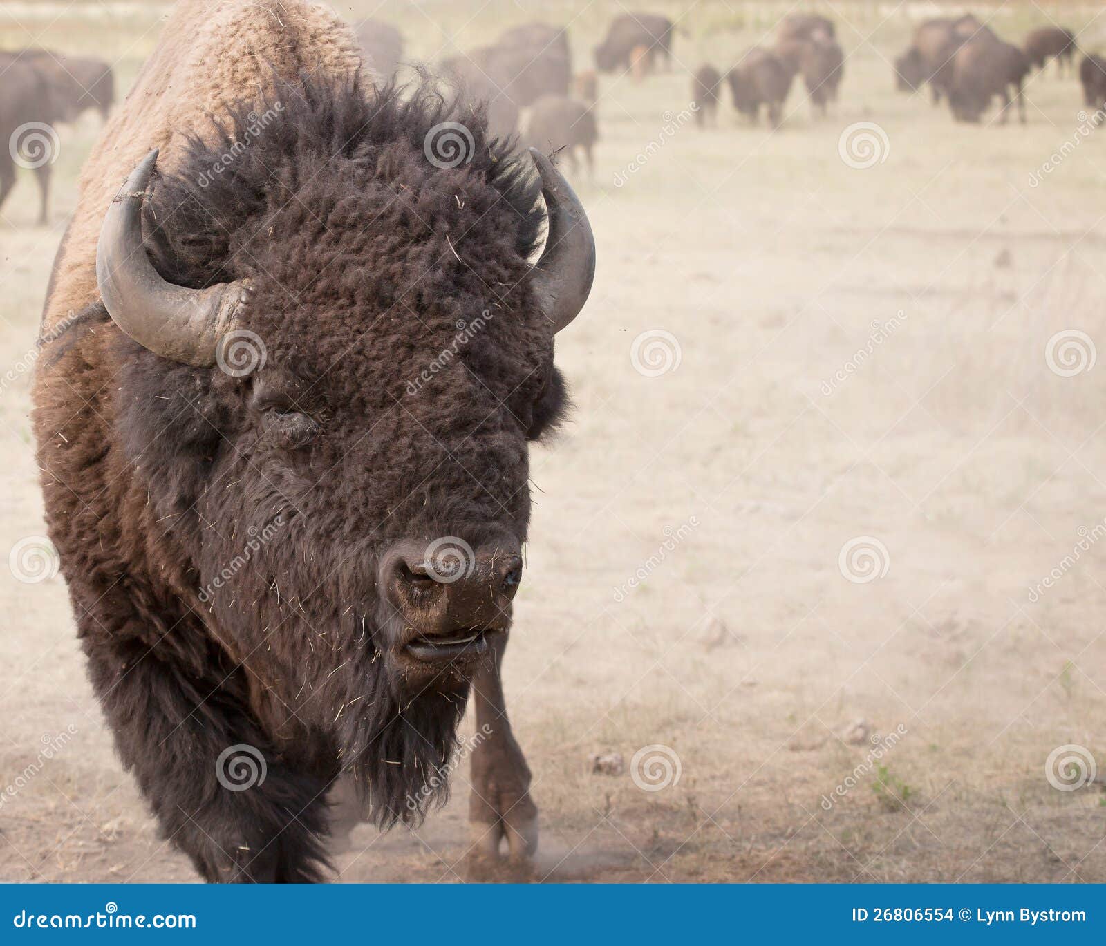 30,518 Bison Photos - Free & Royalty-Free Stock Photos from Dreamstime