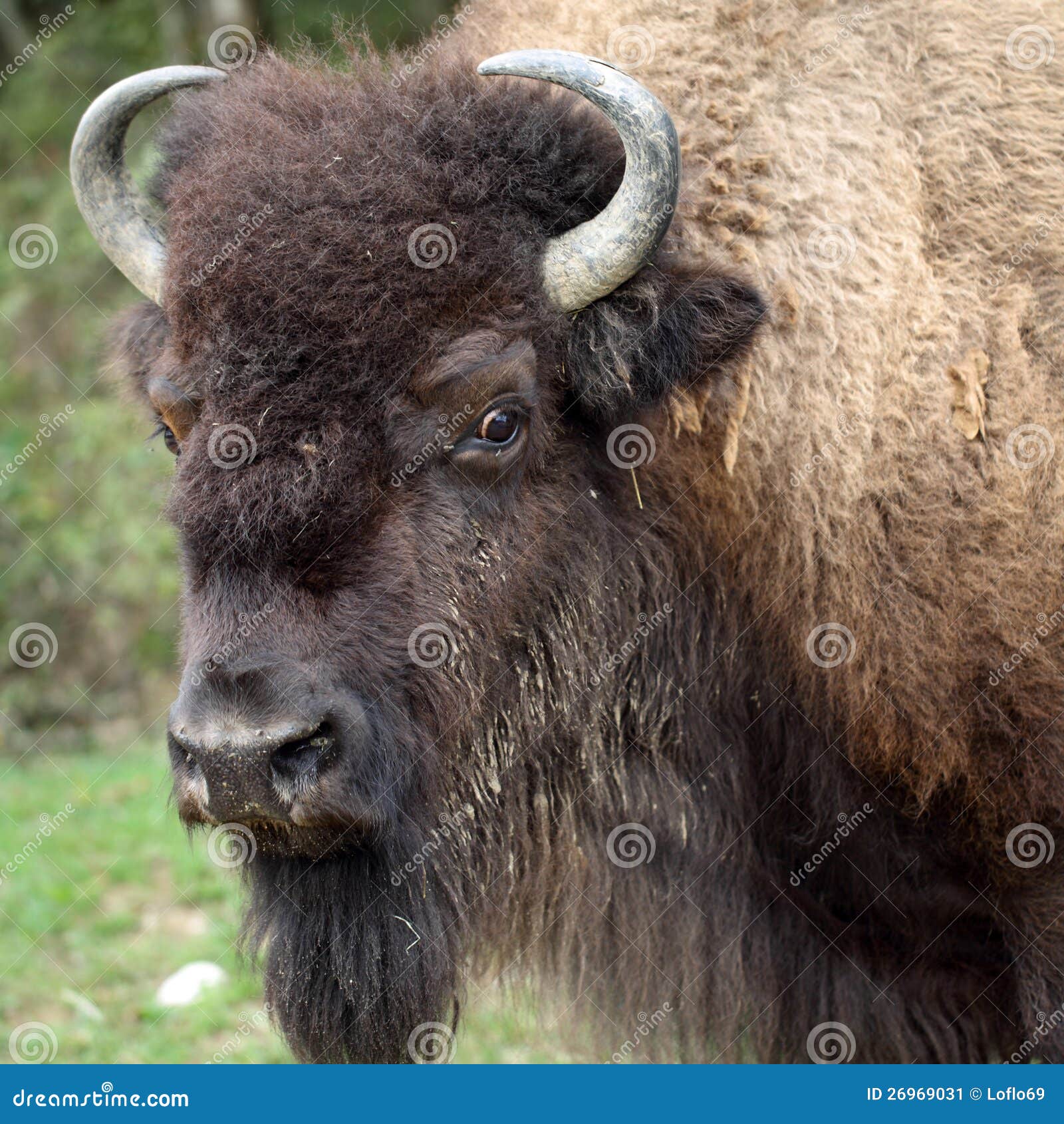 American bison stock image. Image of buffalo, animal - 26969031