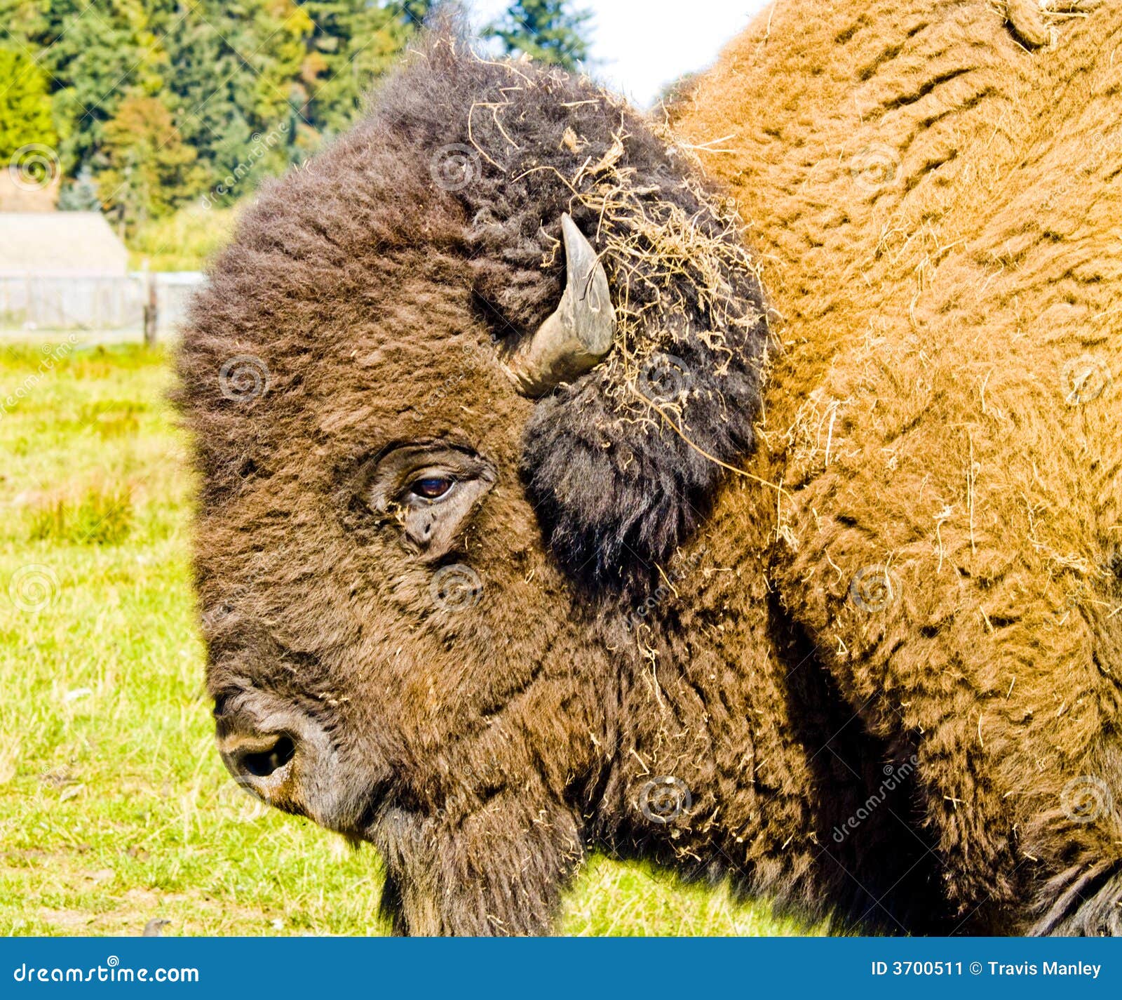 American Bison stock image. Image of american, horned - 3700511