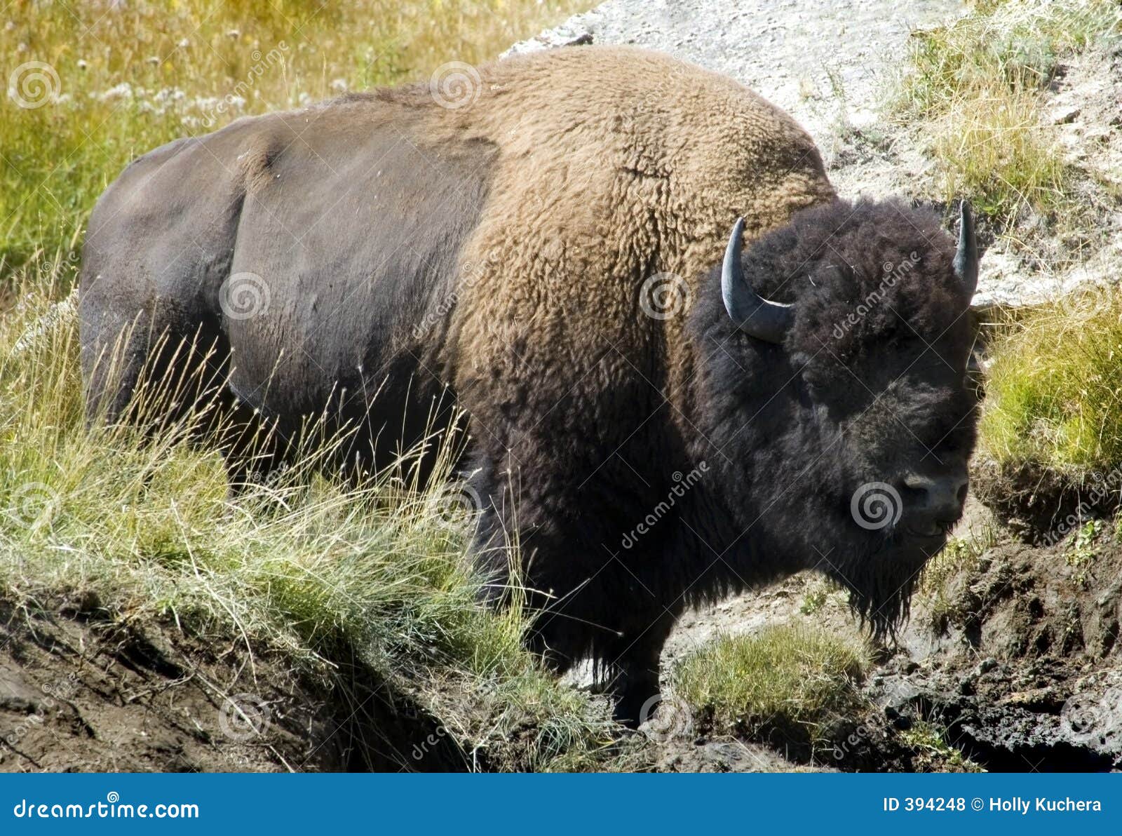 American Bison stock photo. Image of yellowstone, shaggy - 394248