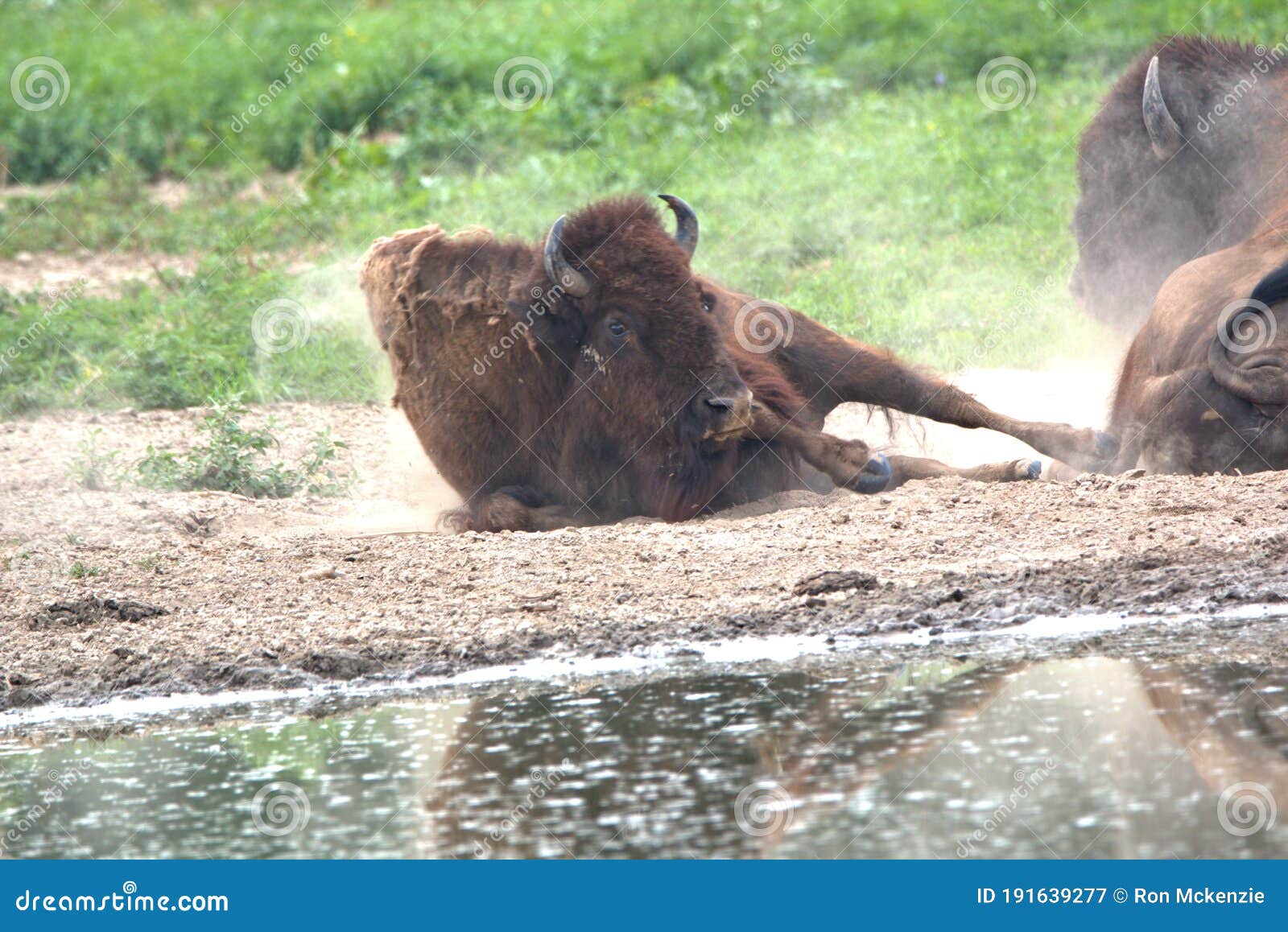American Bison AKA Buffalo stock image. Image of grasslands - 191639277