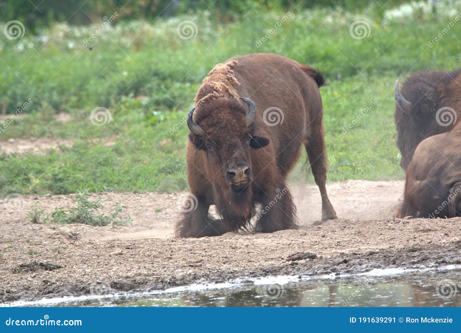American Bison AKA Buffalo stock image. Image of hearing - 191639291