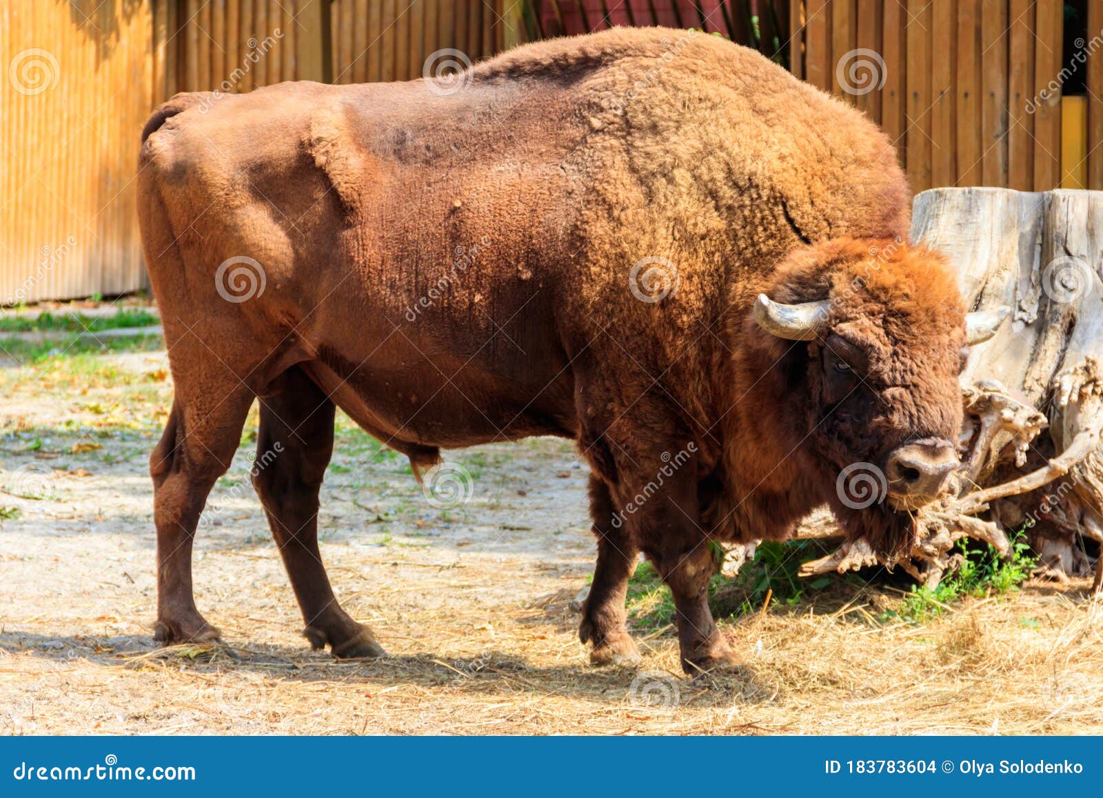 American Bison Bison Bison, Also Known As Buffalo in a Paddock at ...