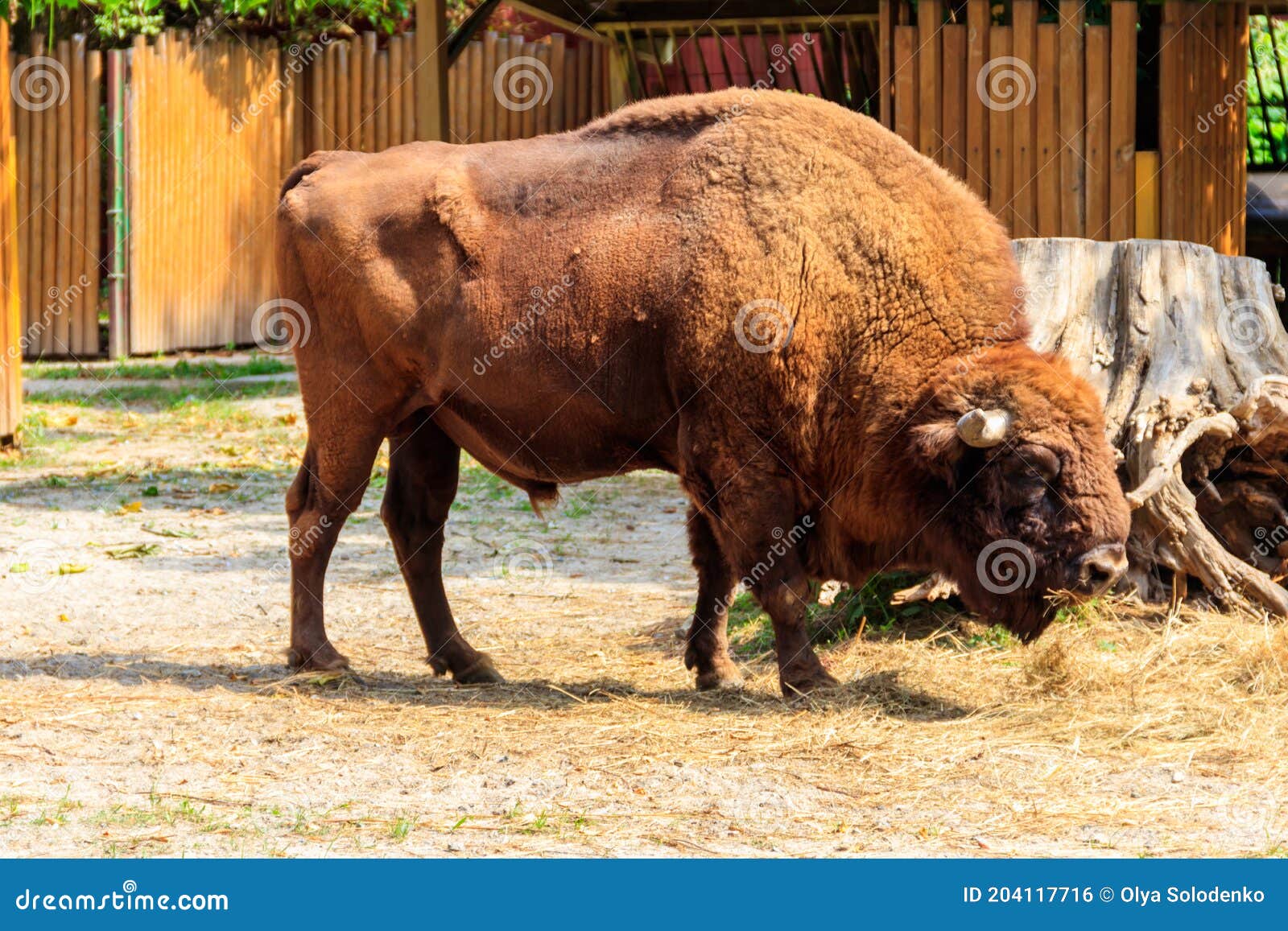 American Bison Bison Bison, Also Known As Buffalo in a Paddock at ...