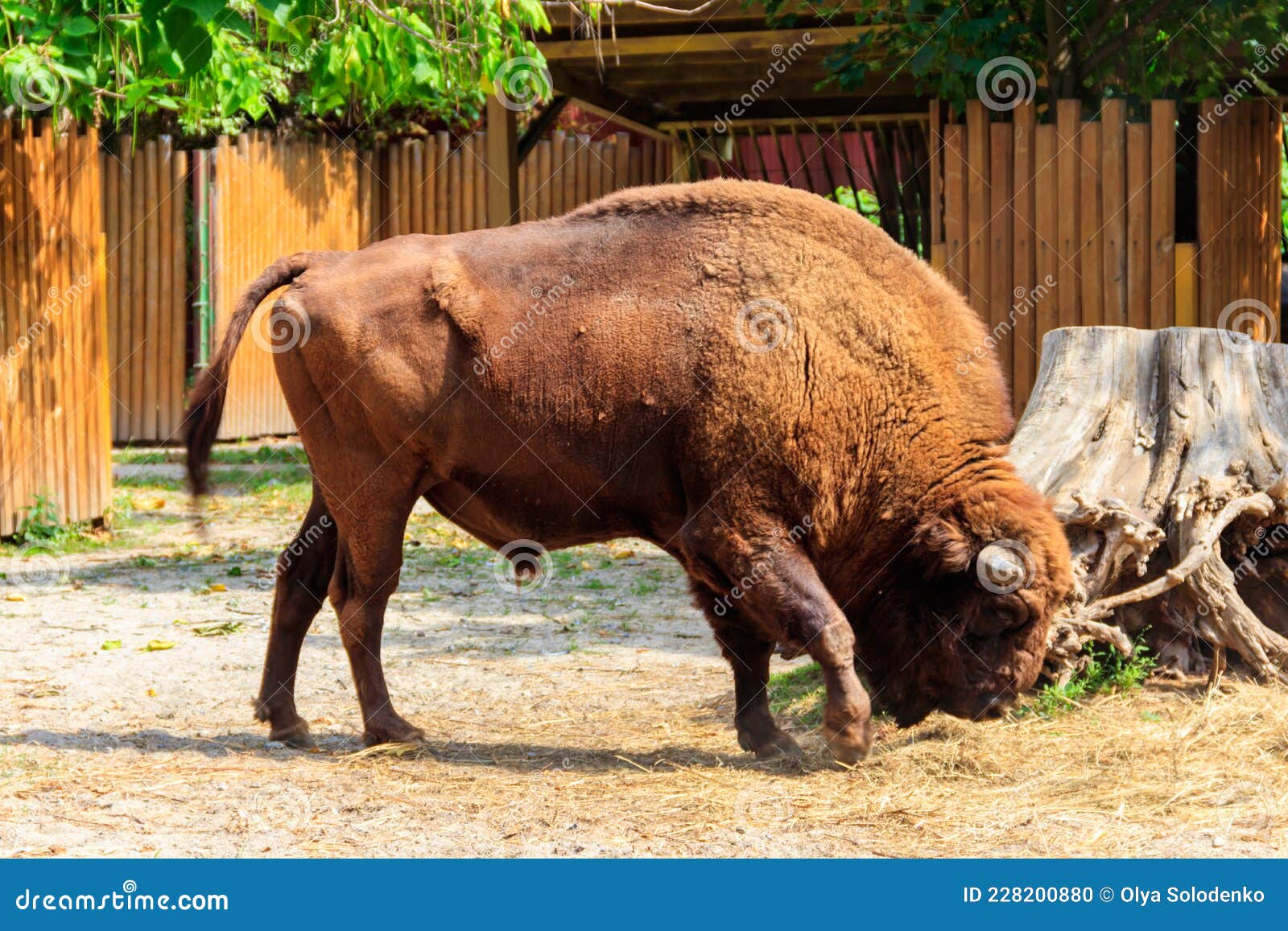 American Bison Bison Bison, Also Known As Buffalo in Paddock at ...