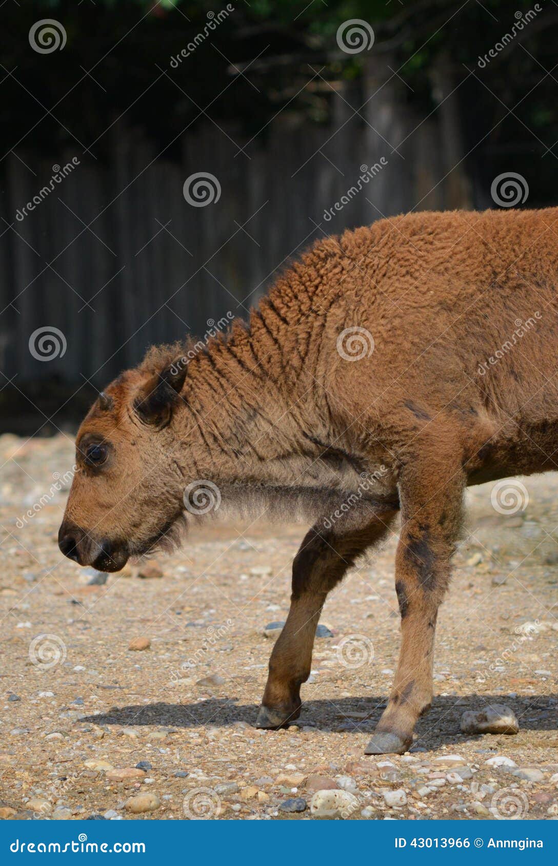 Bison Baby Calves Playing And Jumping In A Meadow In Yellowstone ...