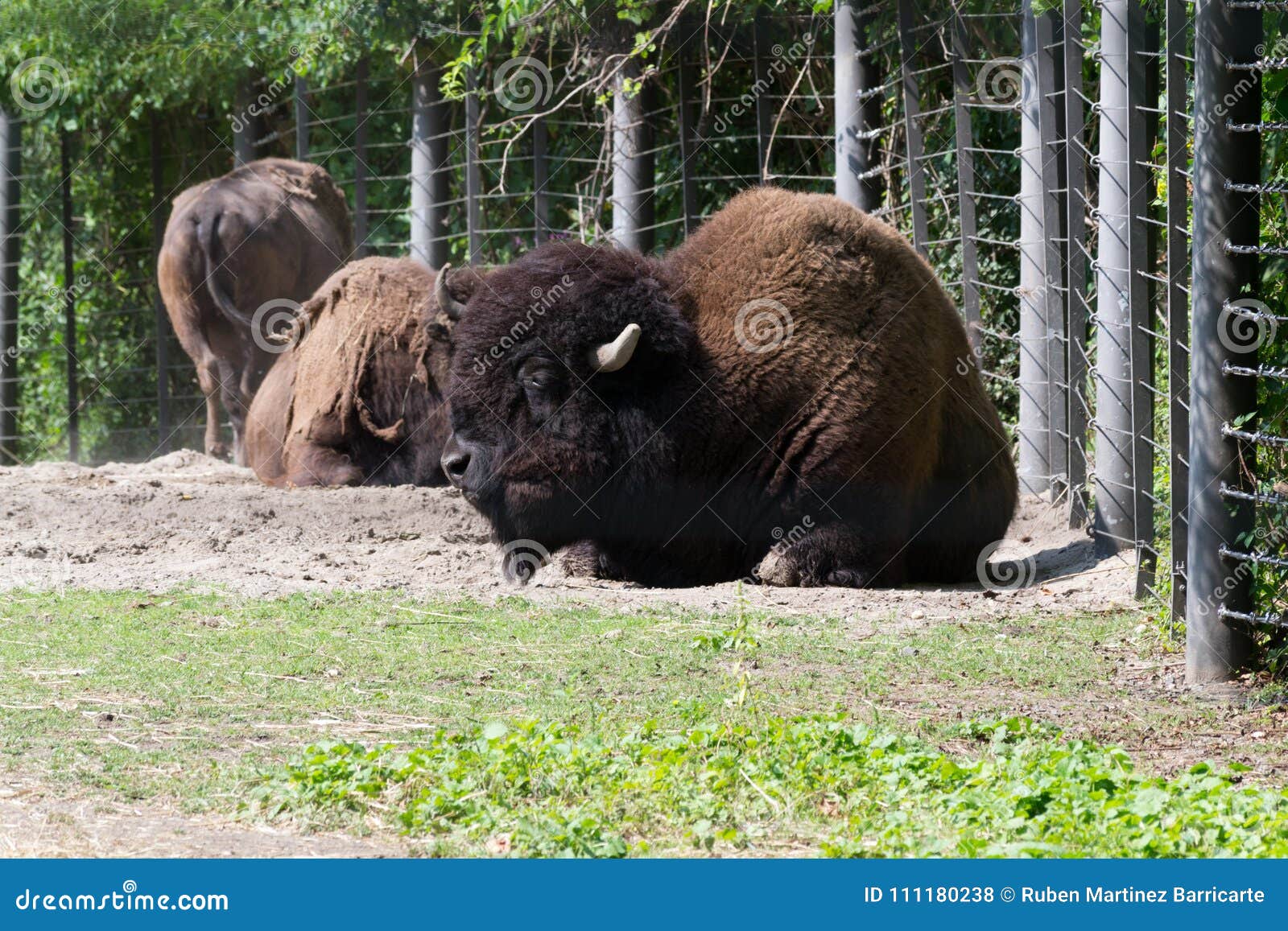 American bison stock photo. Image of extinction, change - 111180238