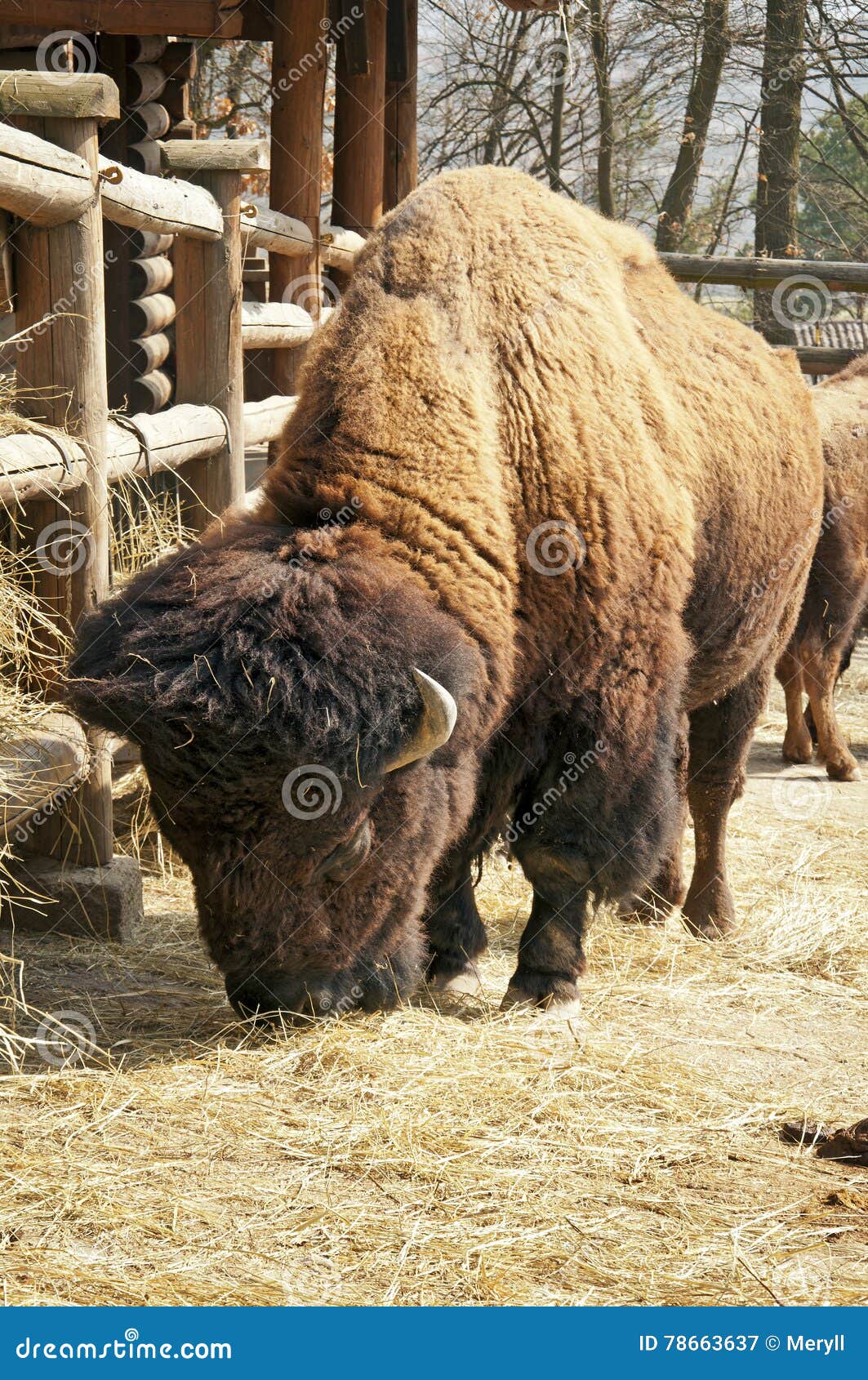 American bison stock image. Image of breed, paling, american - 78663637