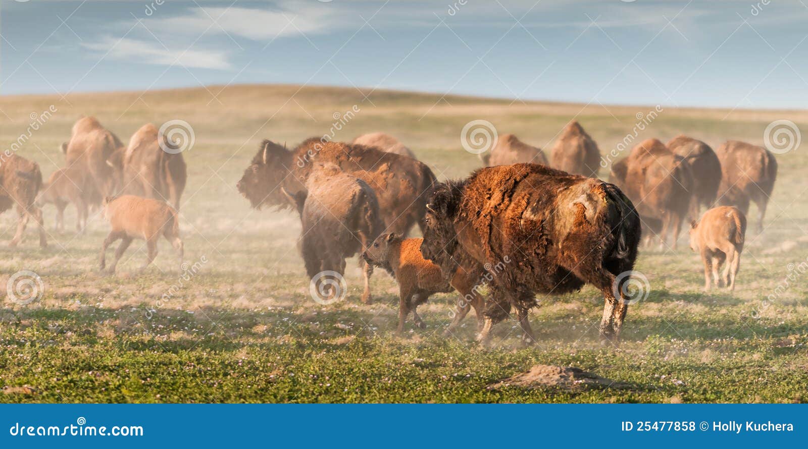 American Bison (Bison Bison) Stampede Stock Photo - Image of ungulate ...