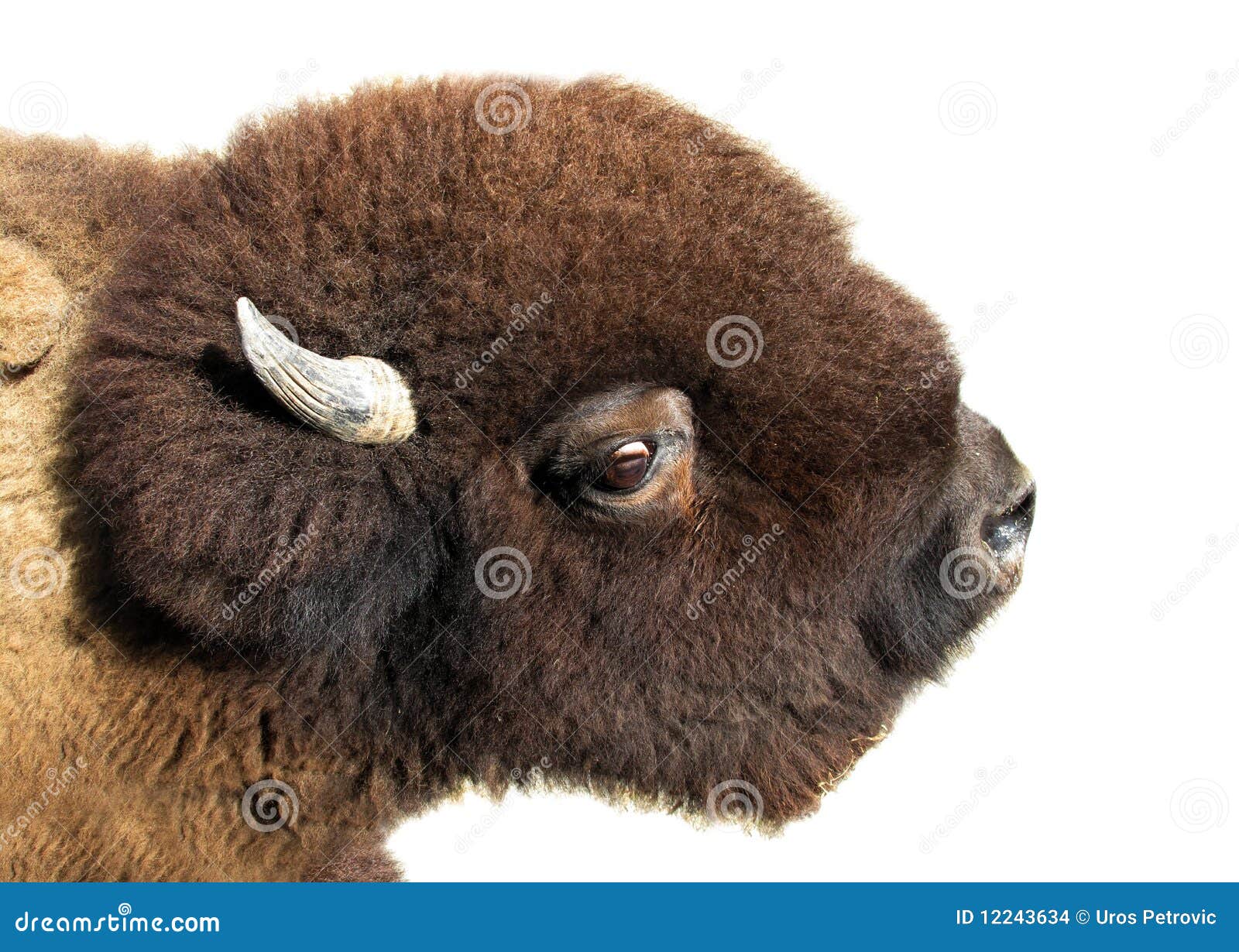 Bison Word Photos - Free & Royalty-Free Stock Photos from Dreamstime
