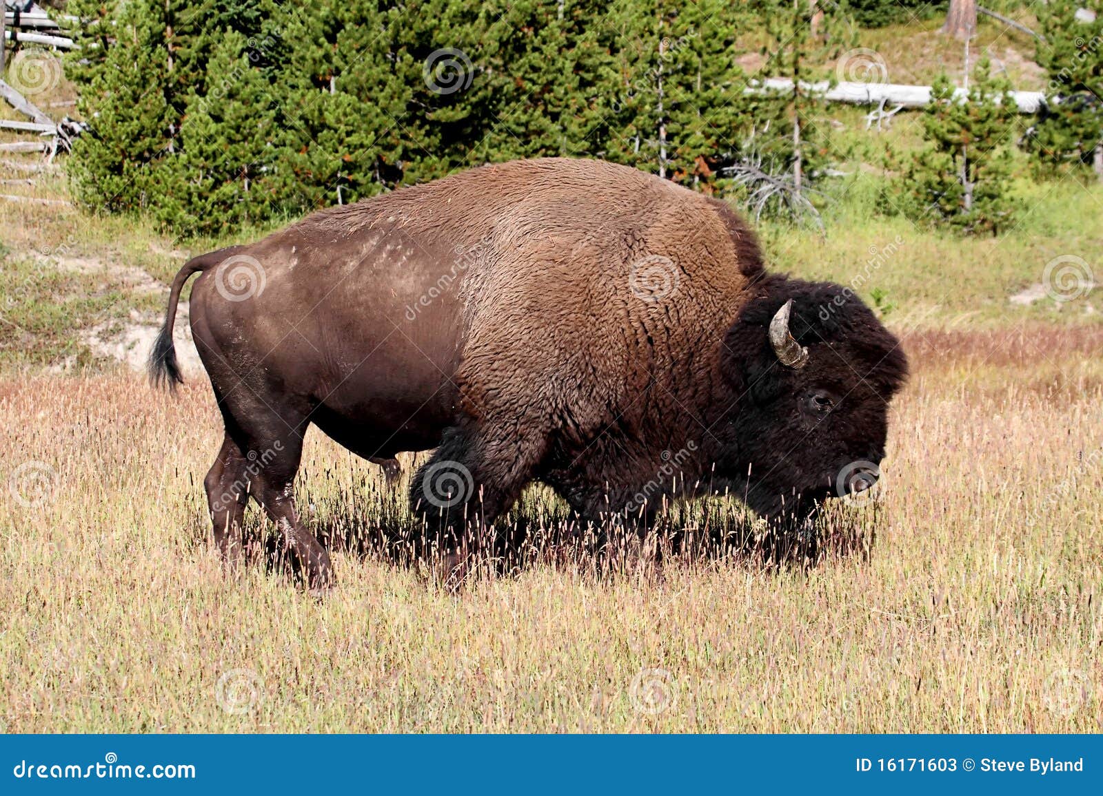 American Bison (Buffalo) stock image. Image of grass - 16171603