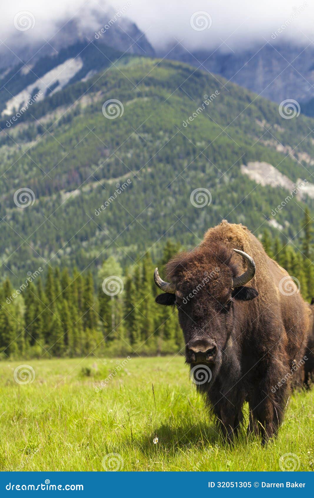 American Bison or Buffalo stock image. Image of bison - 32051305