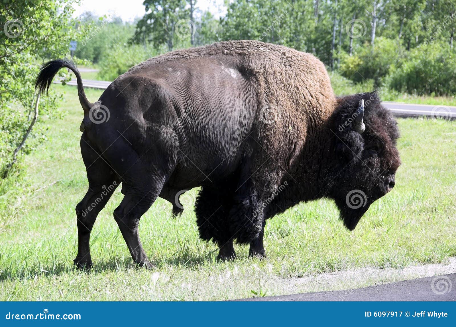 American Bison / Buffalo stock image. Image of grassland - 6097917