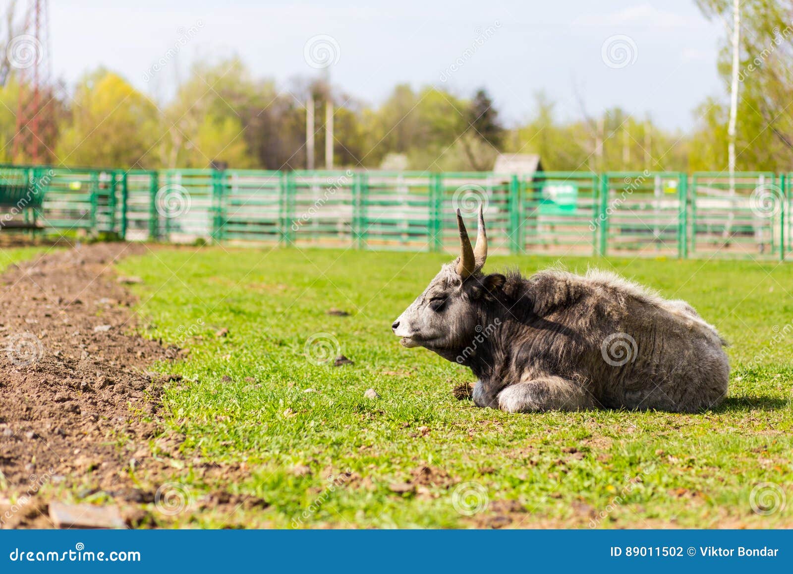 American Bison or Buffalo on the Field Stock Photo - Image of horned ...