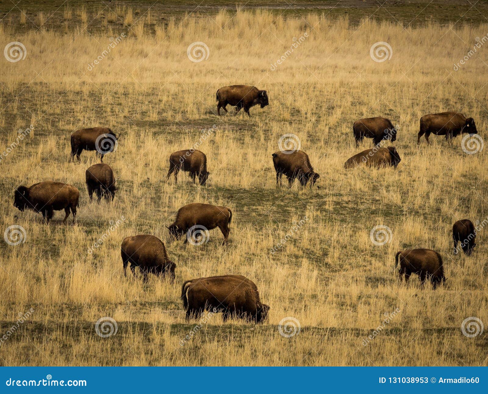 American Bison Buffalo Grazing in the Meadow Stock Image - Image of ...