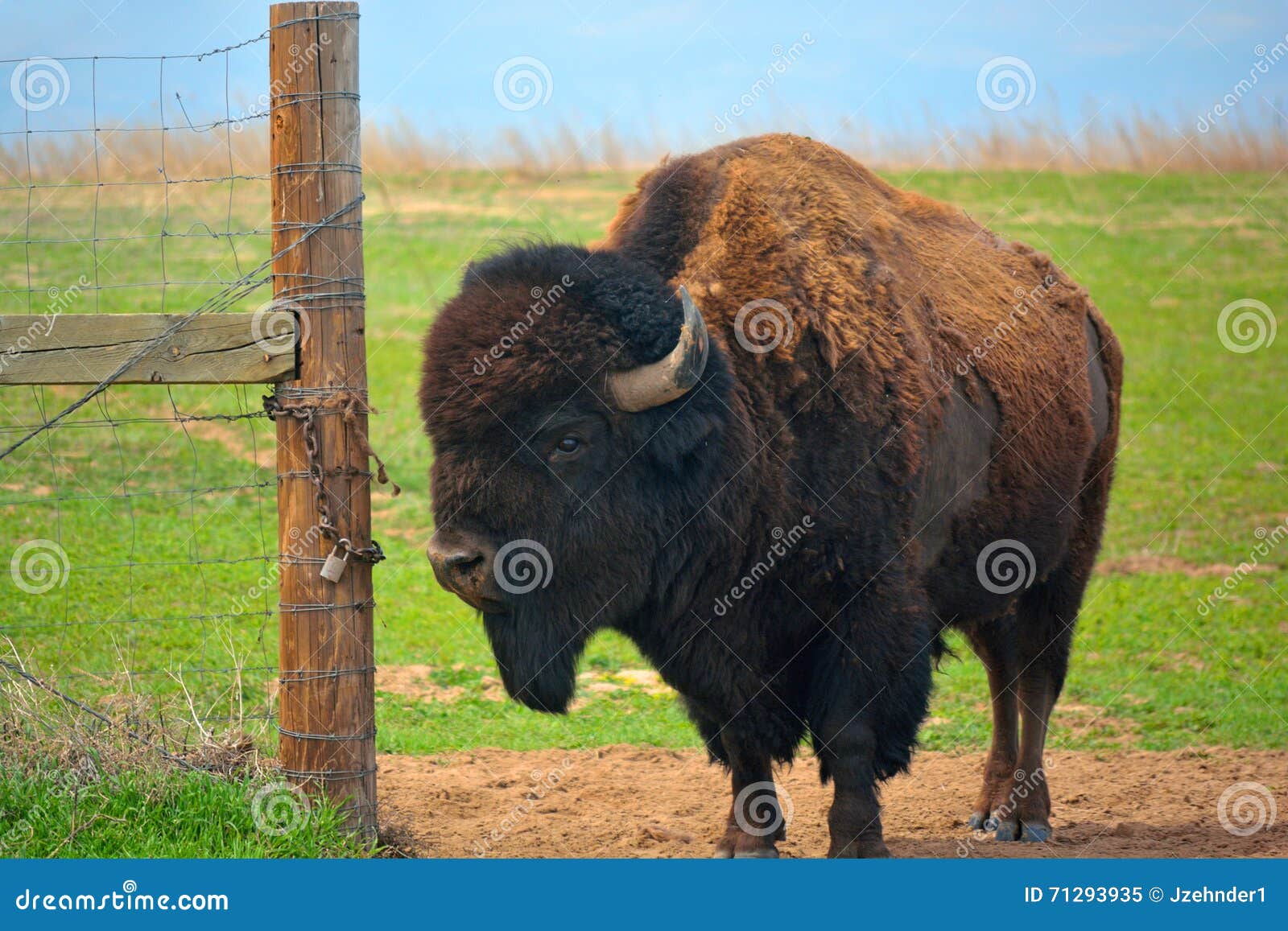 American Bison Buffalo at an Open Fence Gate Stock Image - Image of ...