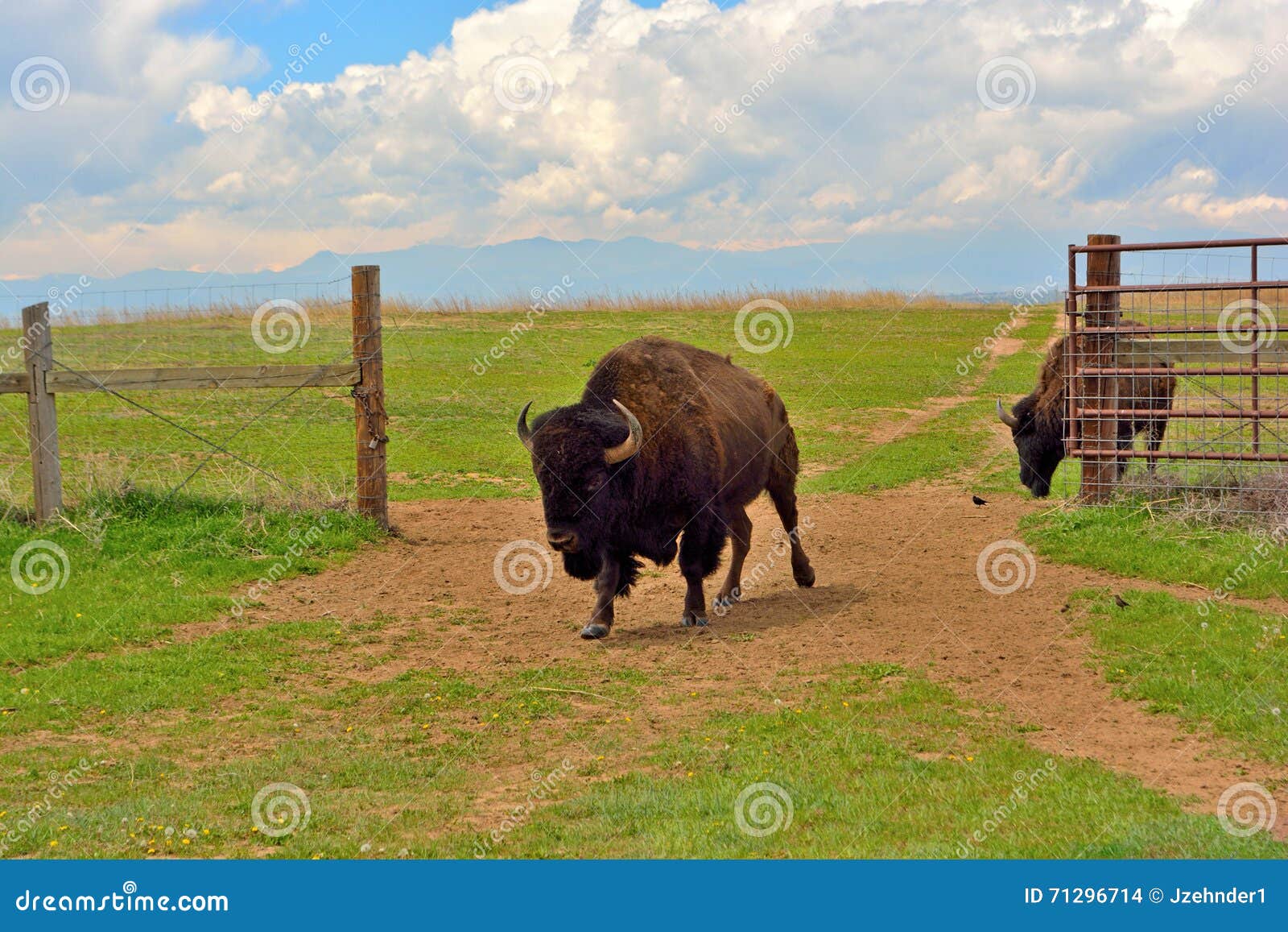 American Bison Buffalo at an Open Fence Gate Stock Photo - Image of ...