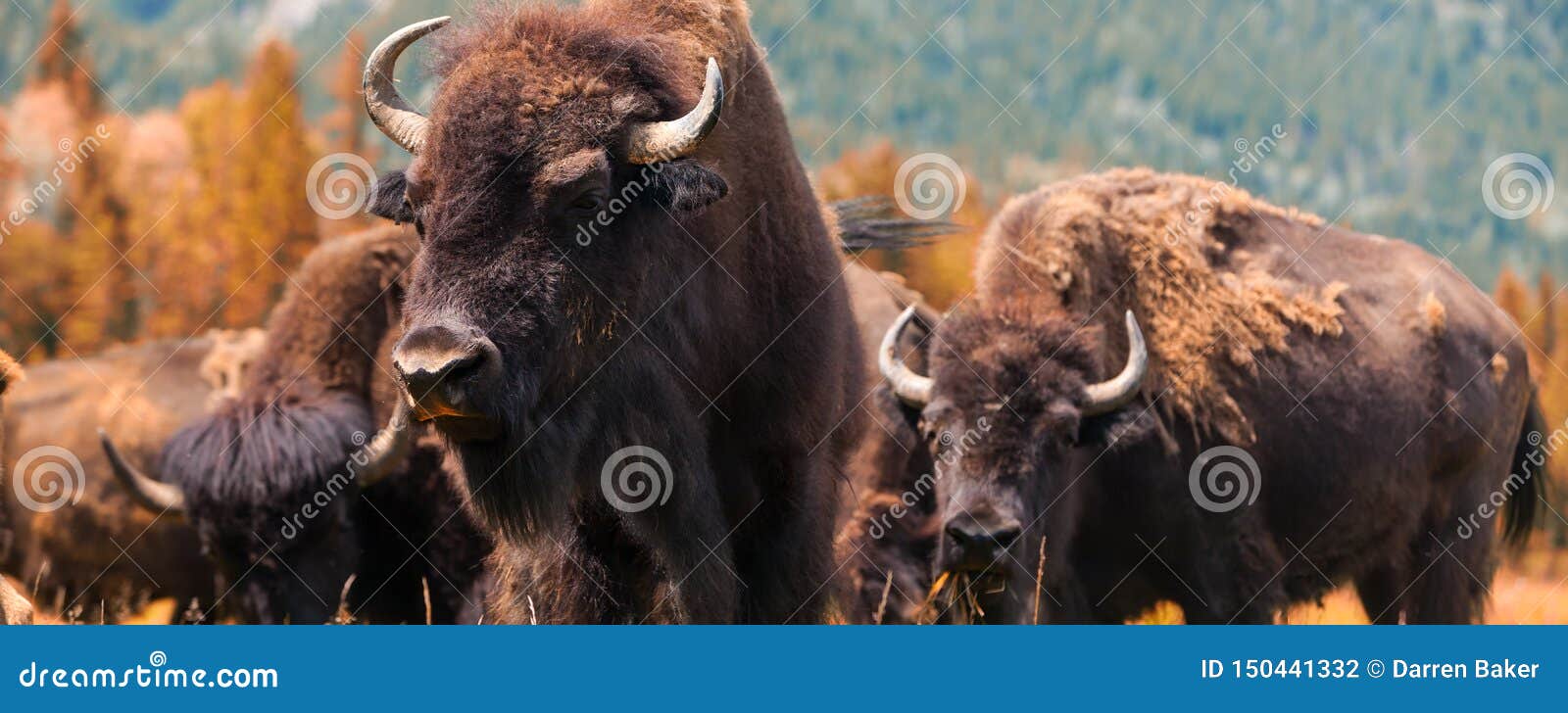 American Bison or Buffalo Panorama Web Banner Stock Photo - Image of ...