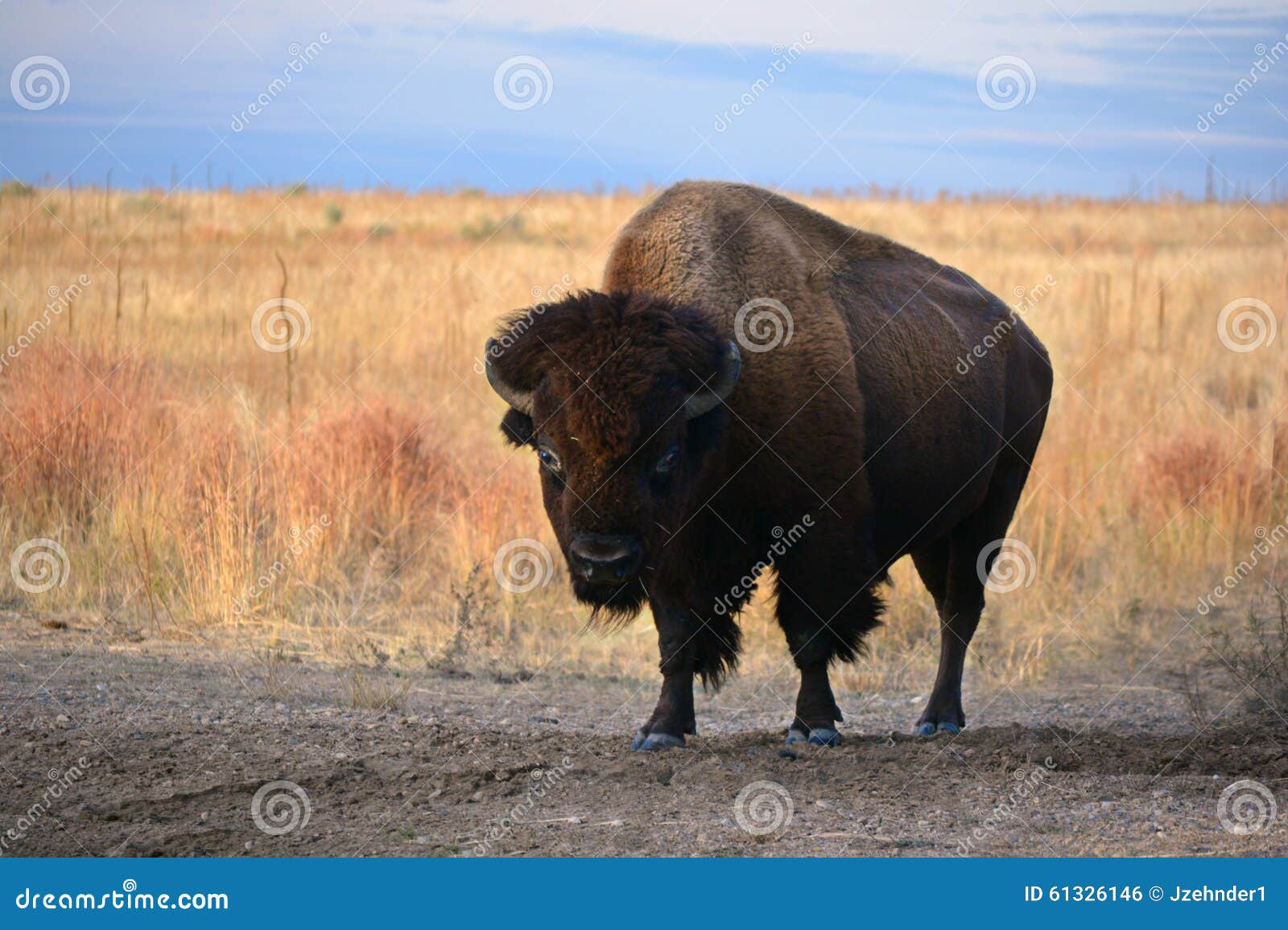 American Bison Buffalo on the Prairie Stock Photo - Image of portrait ...