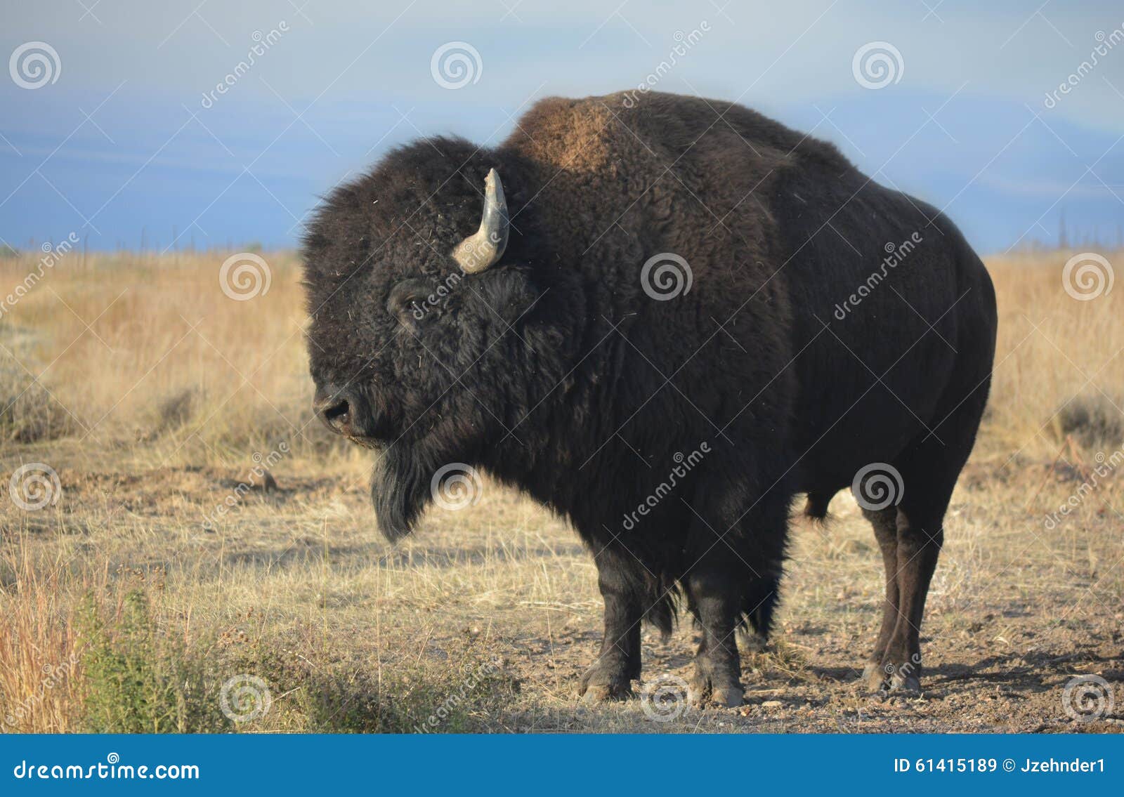 American Bison Buffalo in Profile on the Prairie Stock Image - Image of ...